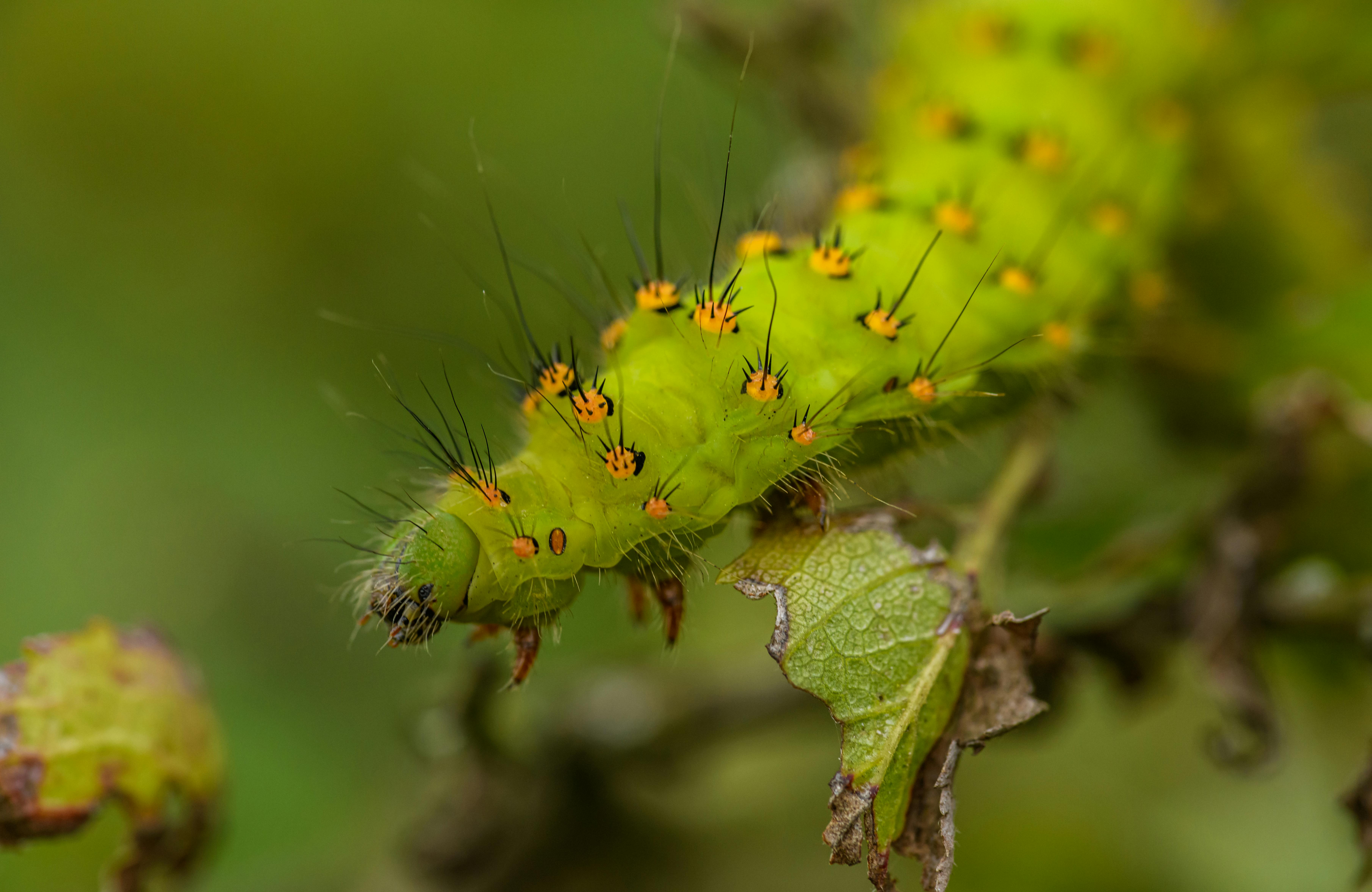 Foto de stock gratuita sobre al aire libre, bokeh, botánica, cargado ...
