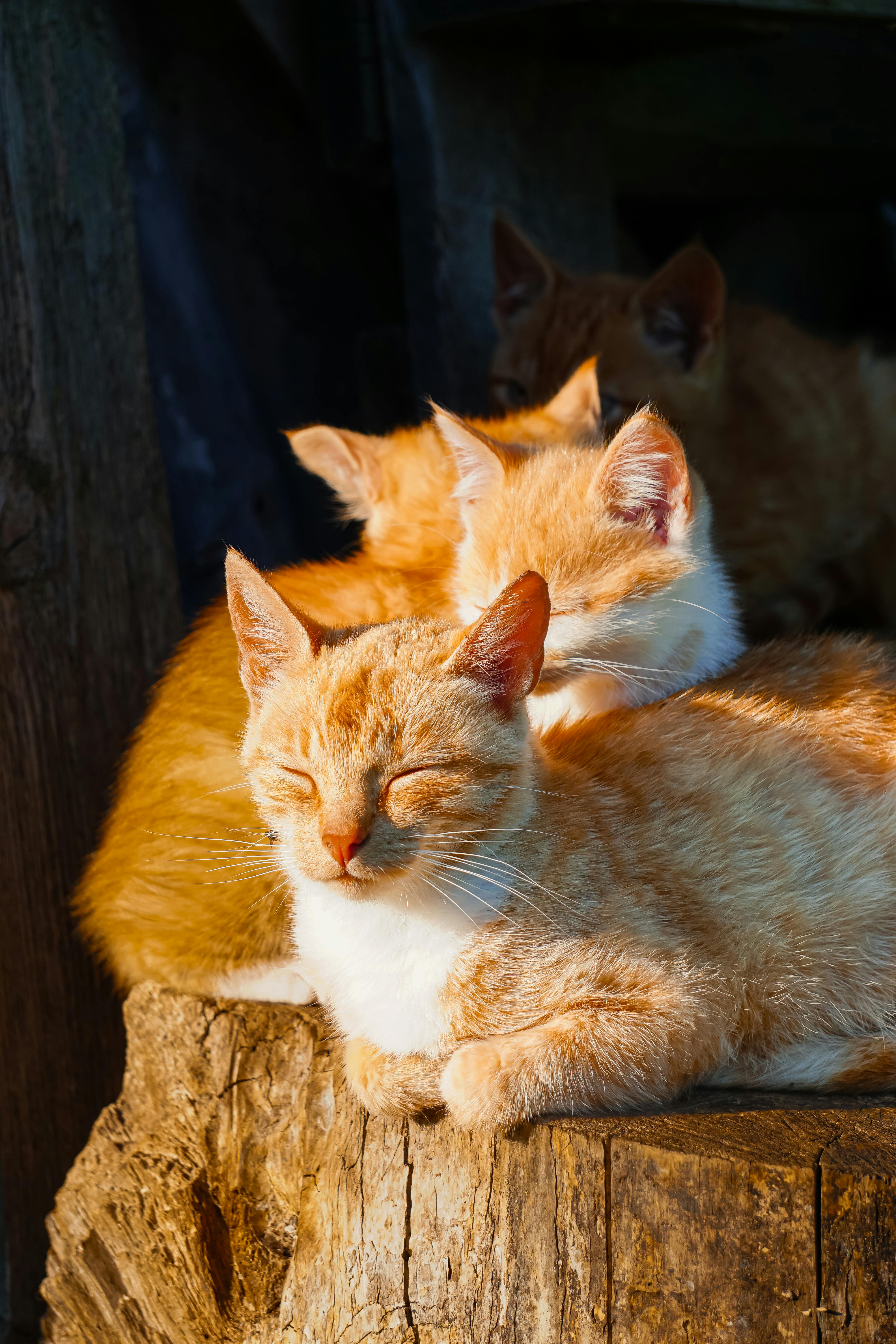 Three orange cats are sleeping on a log · Free Stock Photo