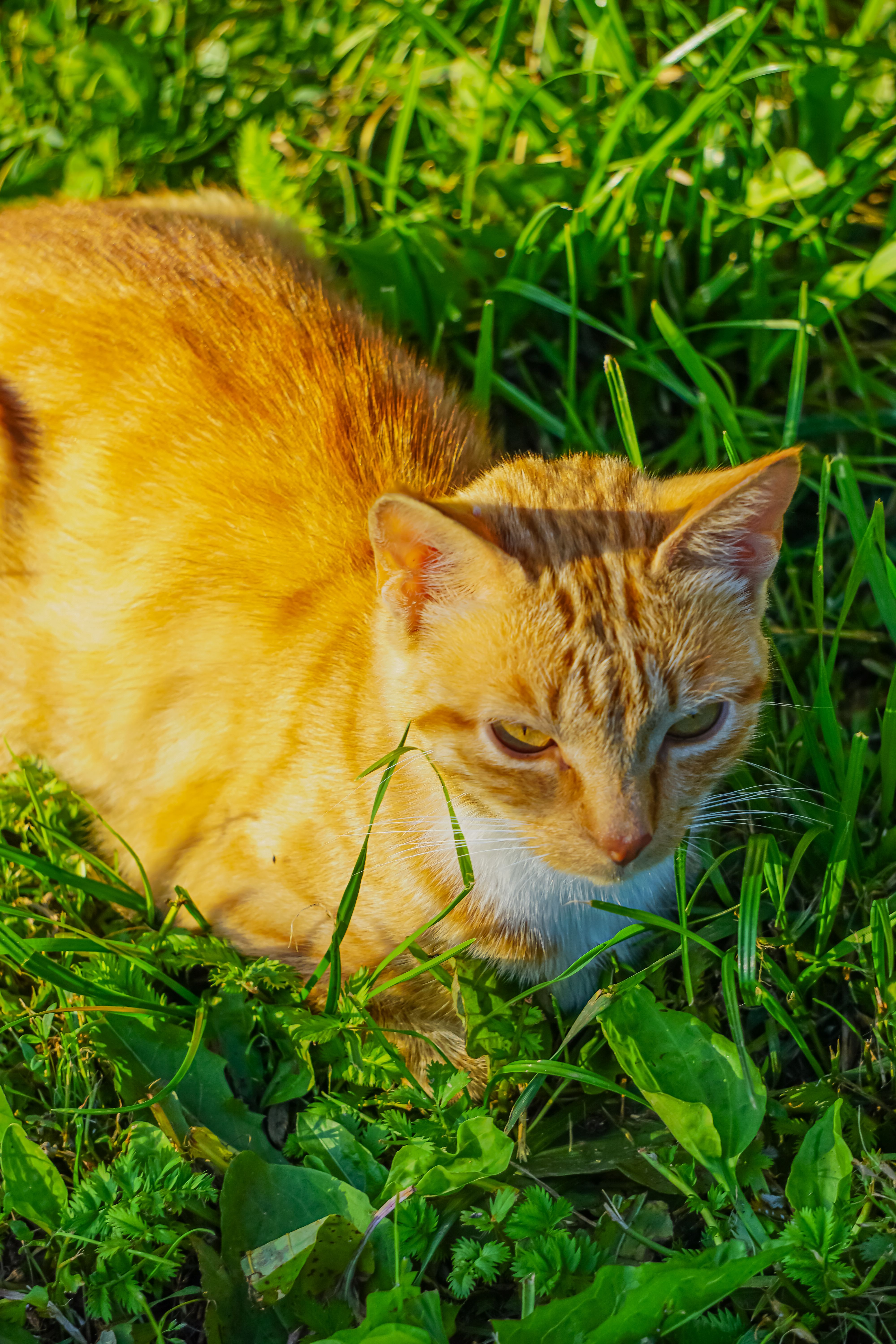 Full Body Animal Portrait Photos, Download The BEST Free Full Body ...