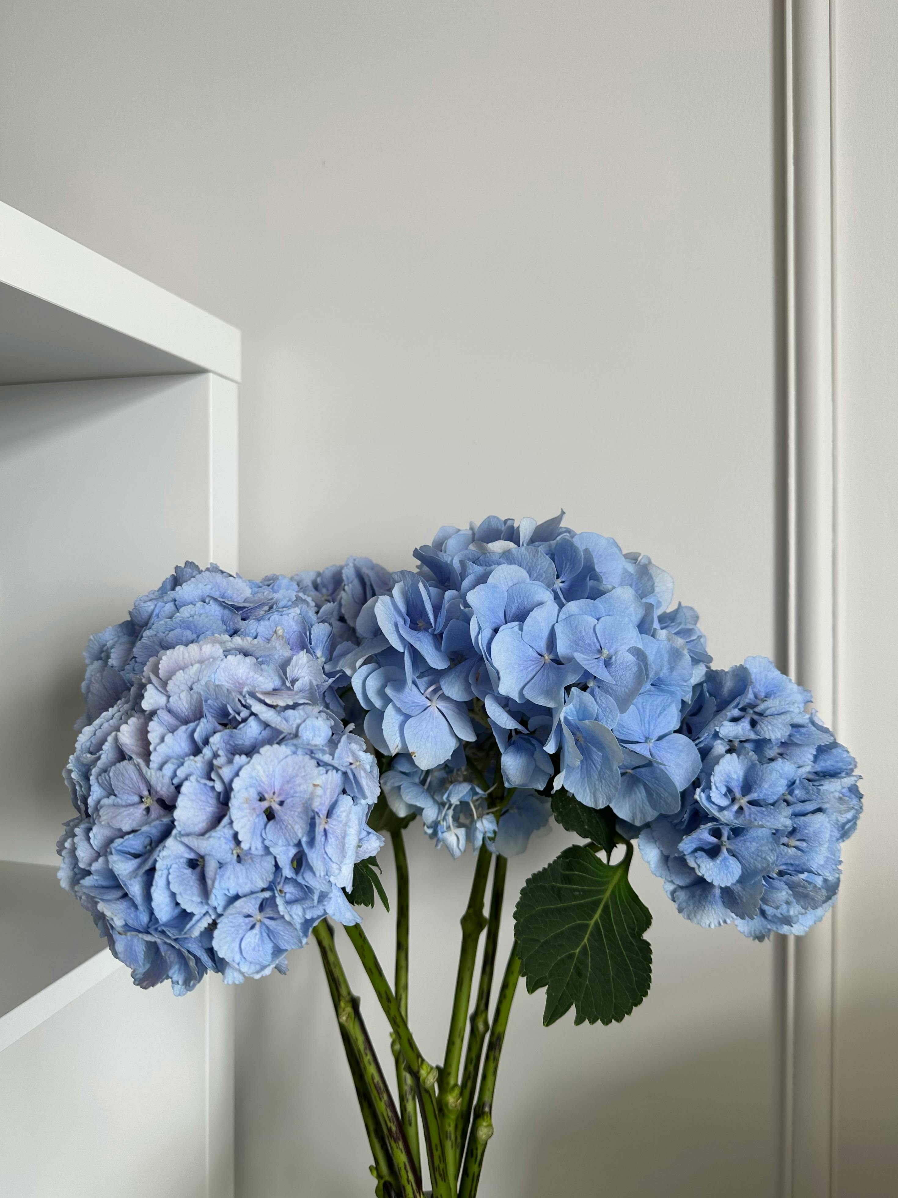 Blue Hydrangeas Photos, Download The BEST Free Blue Hydrangeas Stock ...