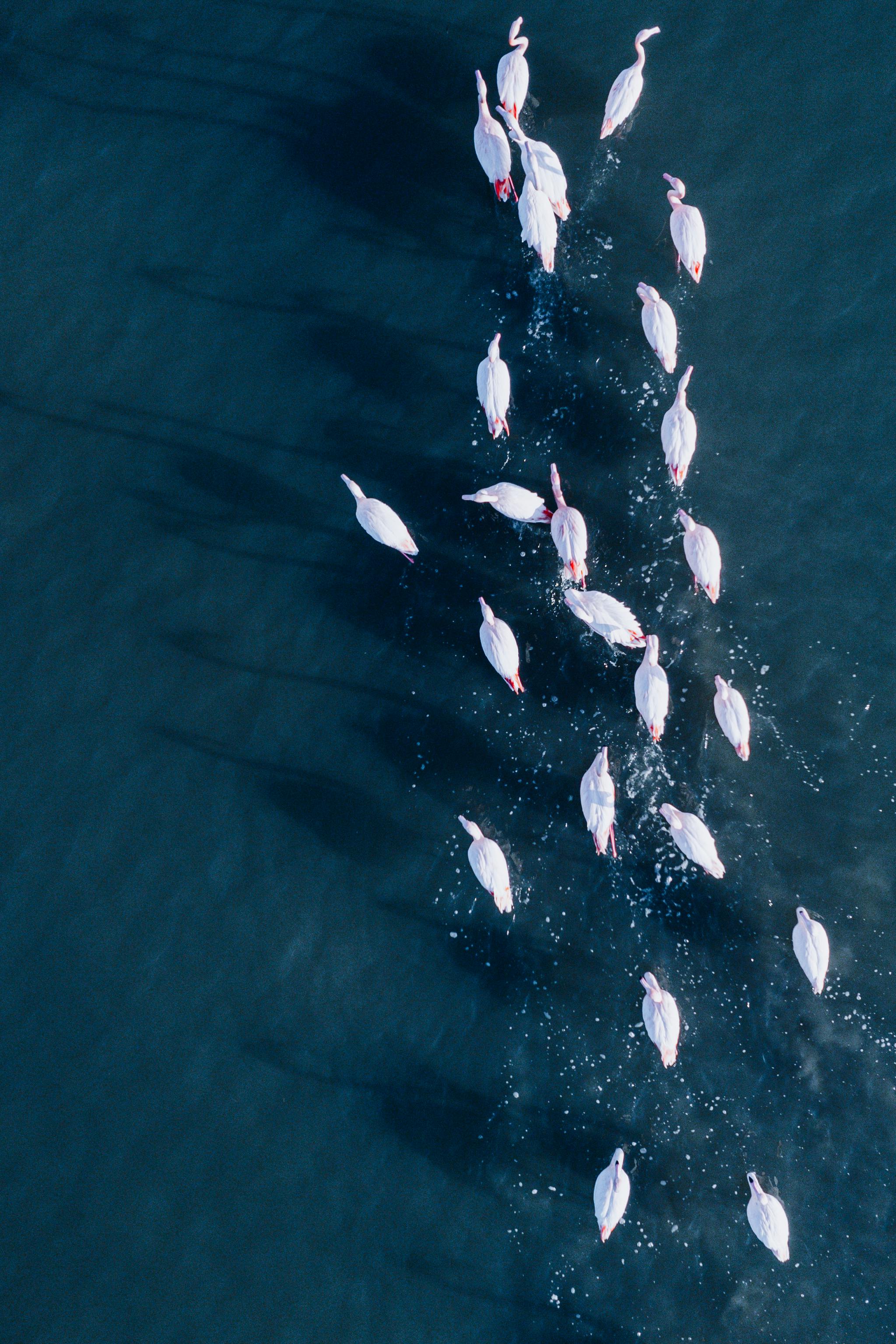 Top View of A Flock of Waterfowl on the Water · Free Stock Photo
