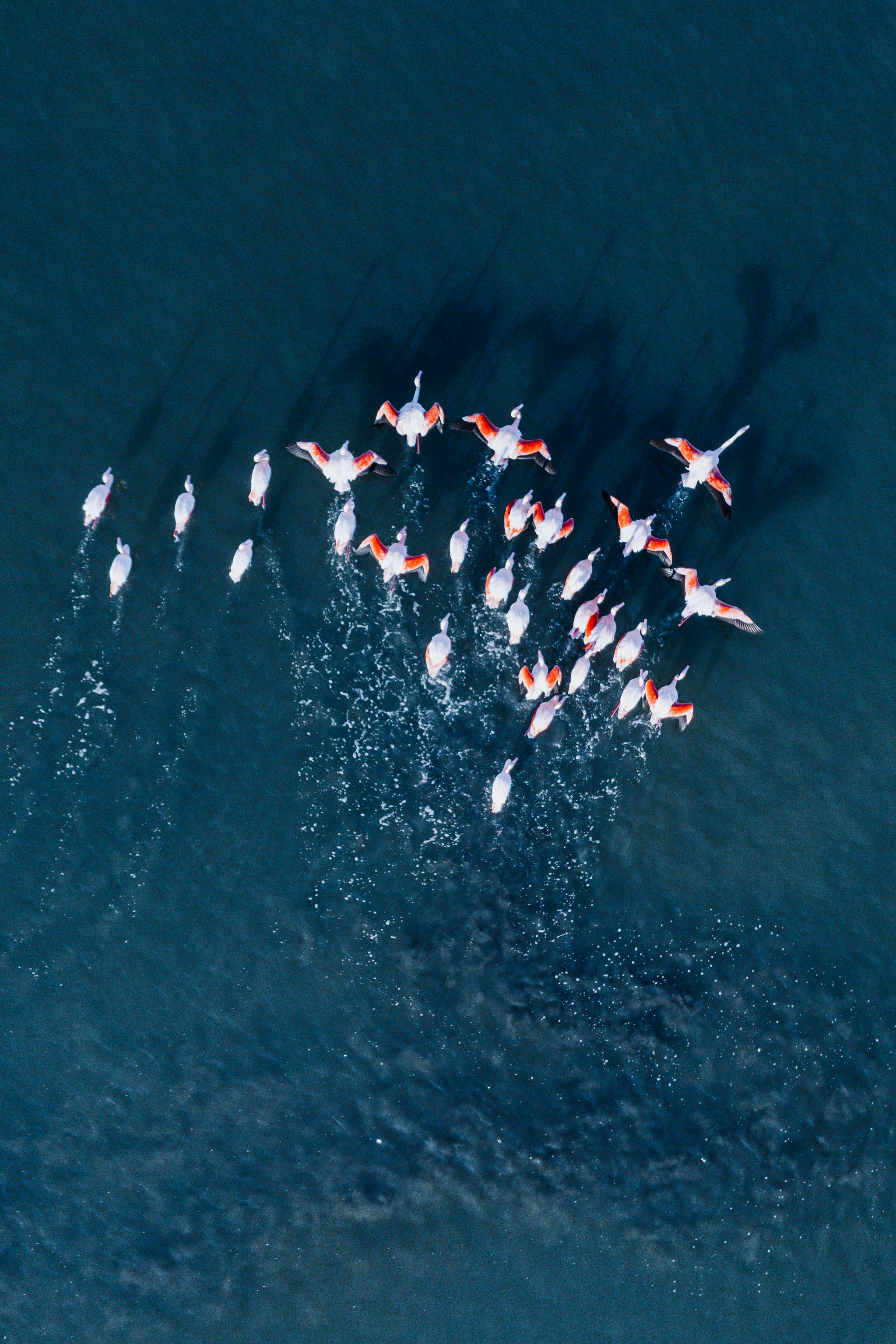 Top View of A Flock of Waterfowl on the Water · Free Stock Photo