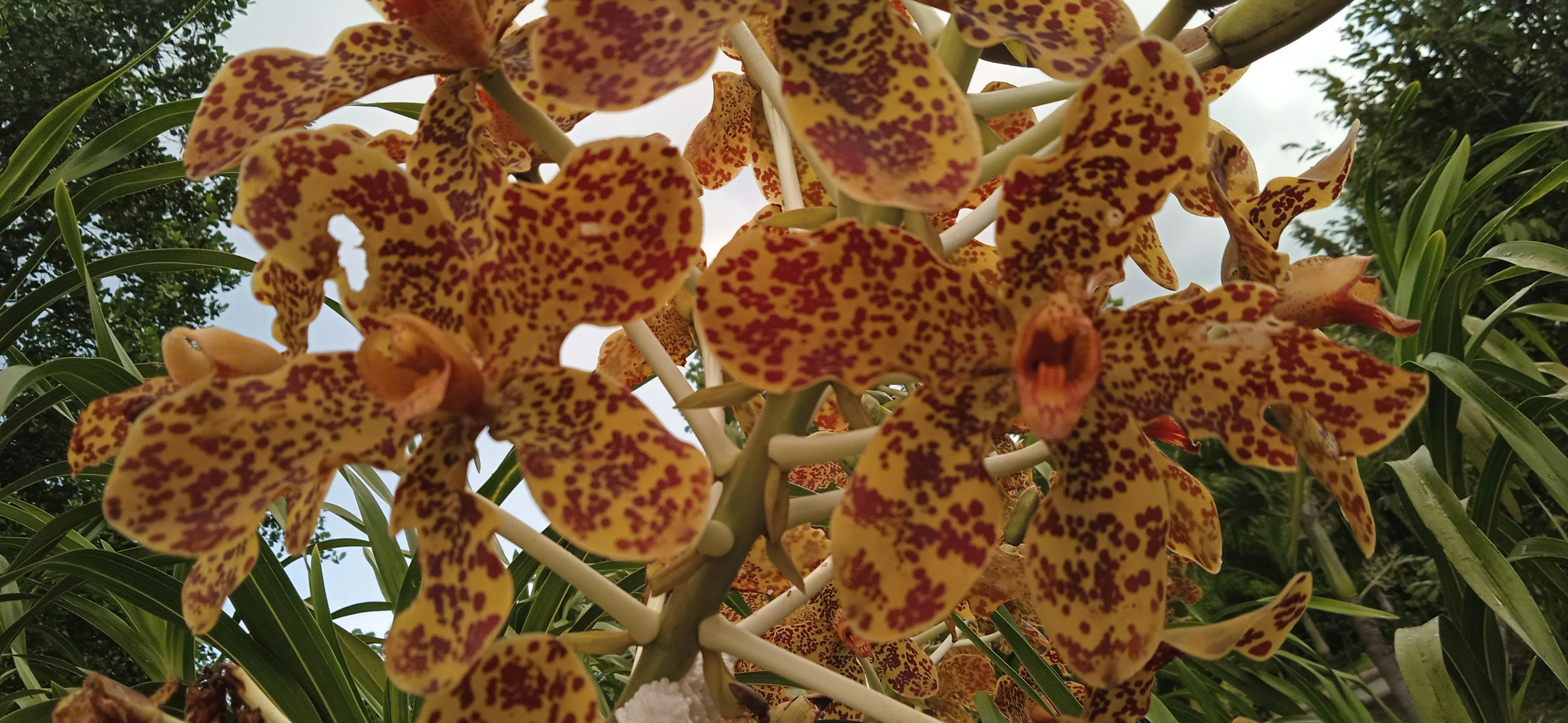 patcharee tangtiang – Fotografia