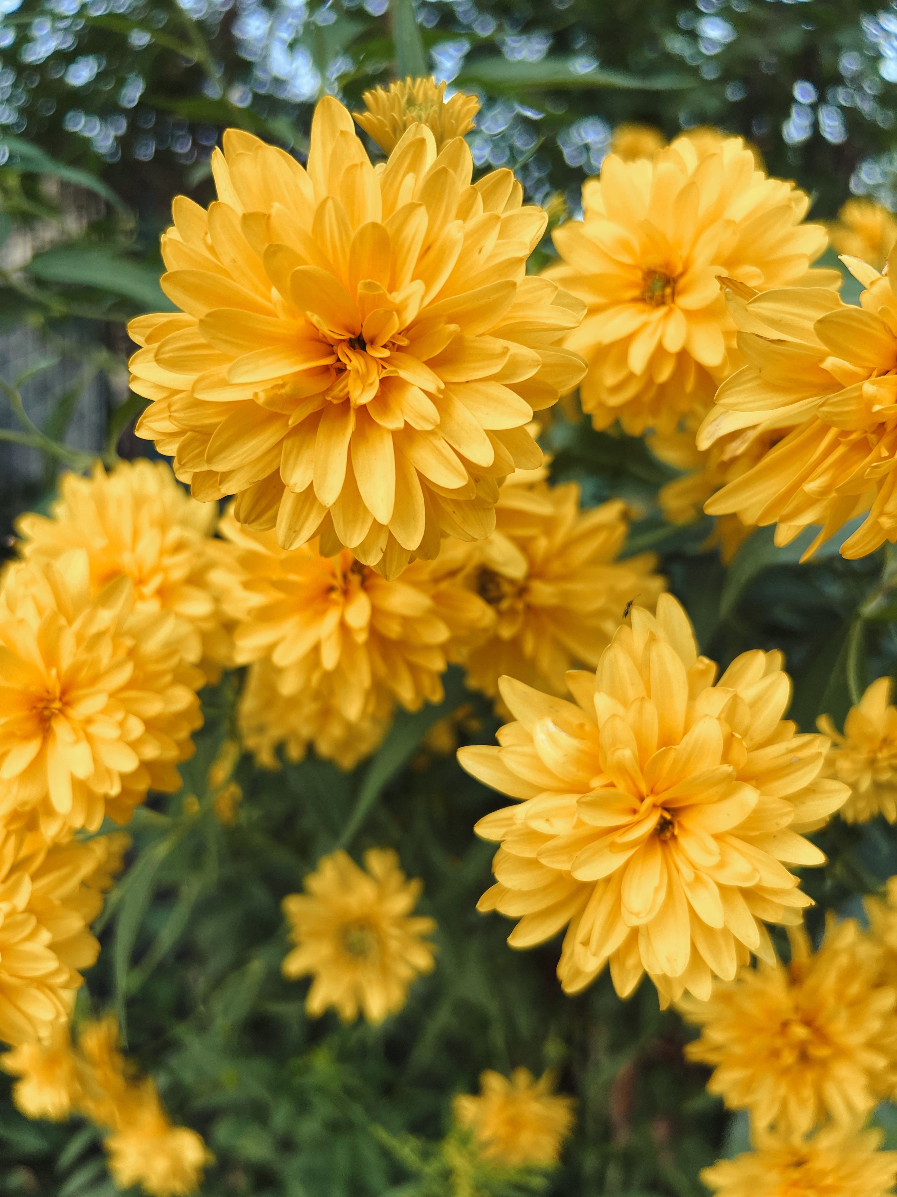 Red-and-yellow Petaled Flower · Free Stock Photo
