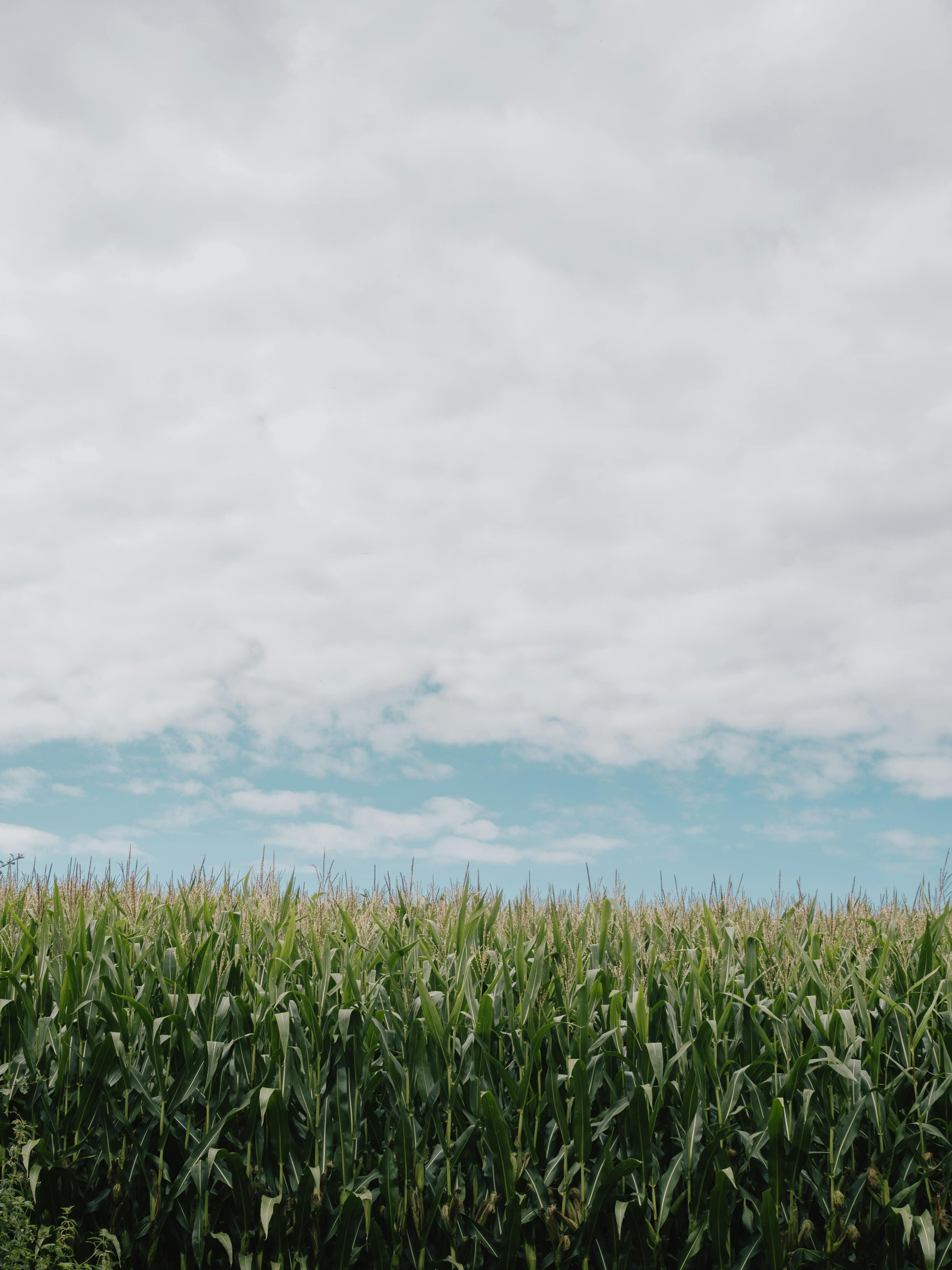 Foto profissional gratuita de agrícola, agricultura, amplo, ao ar livre ...