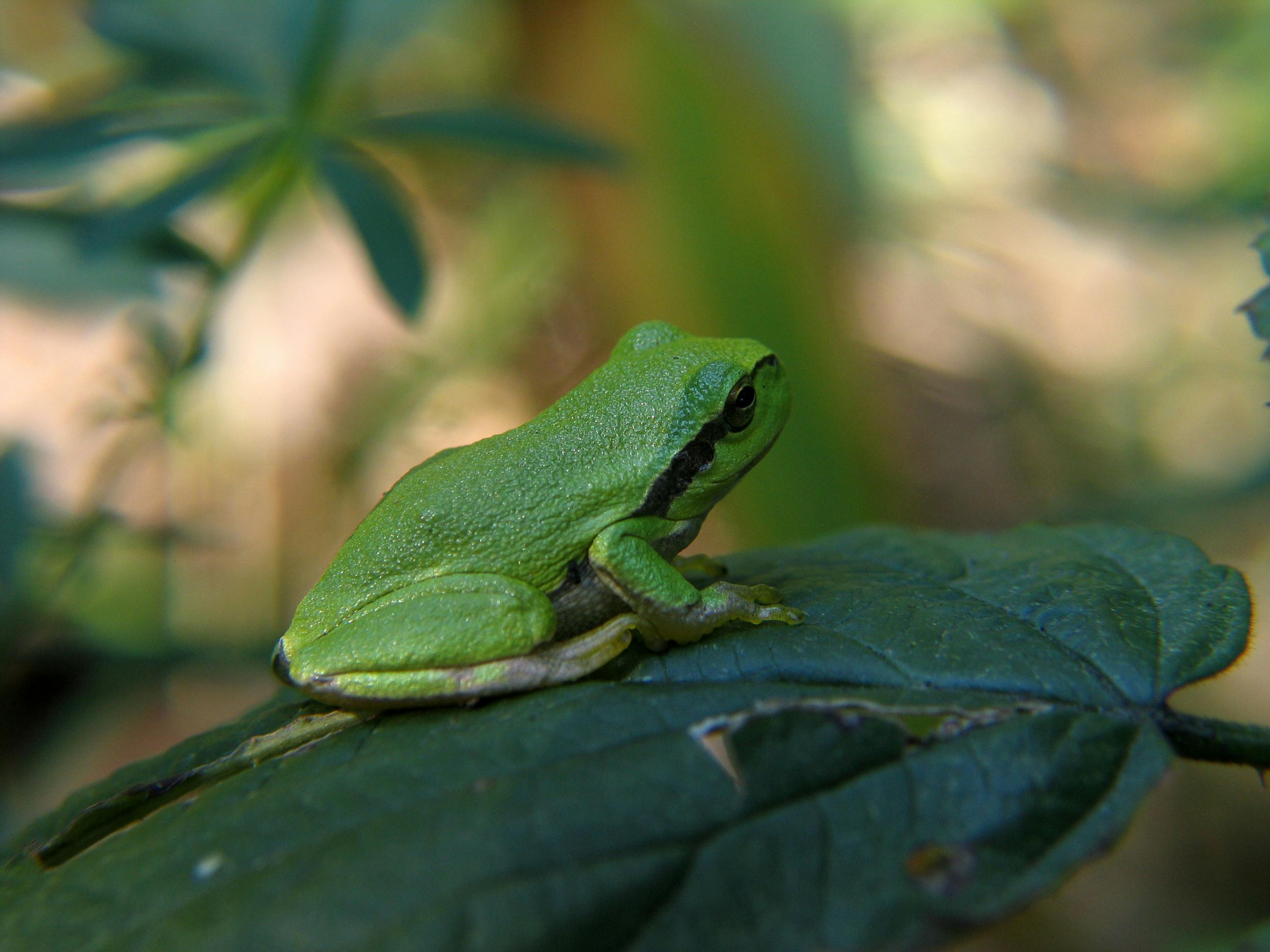 .Three Tree Frogs in Rain · Free Stock Photo