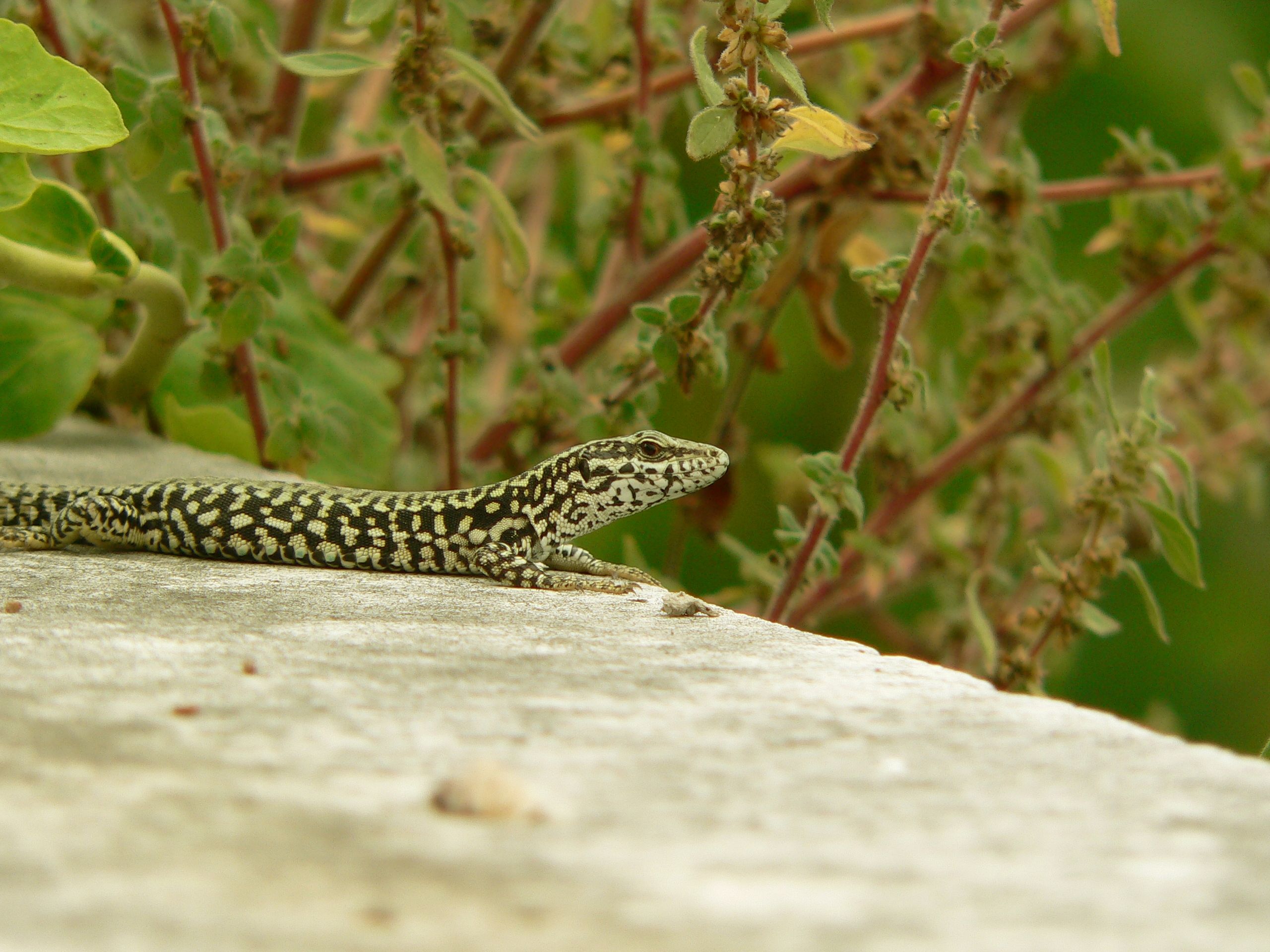 Close-Up Photo of Lizard On Rock · Free Stock Photo