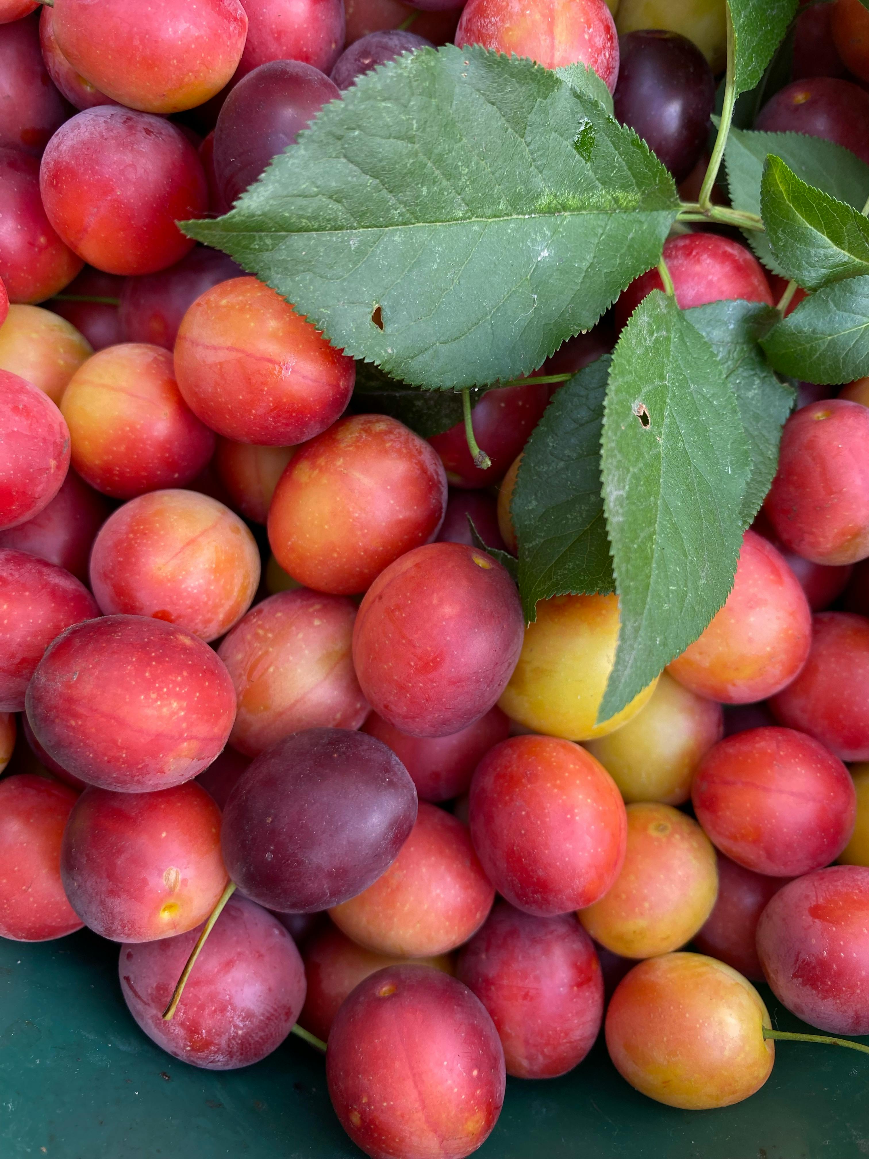 A bowl full of plums with leaves · Free Stock Photo