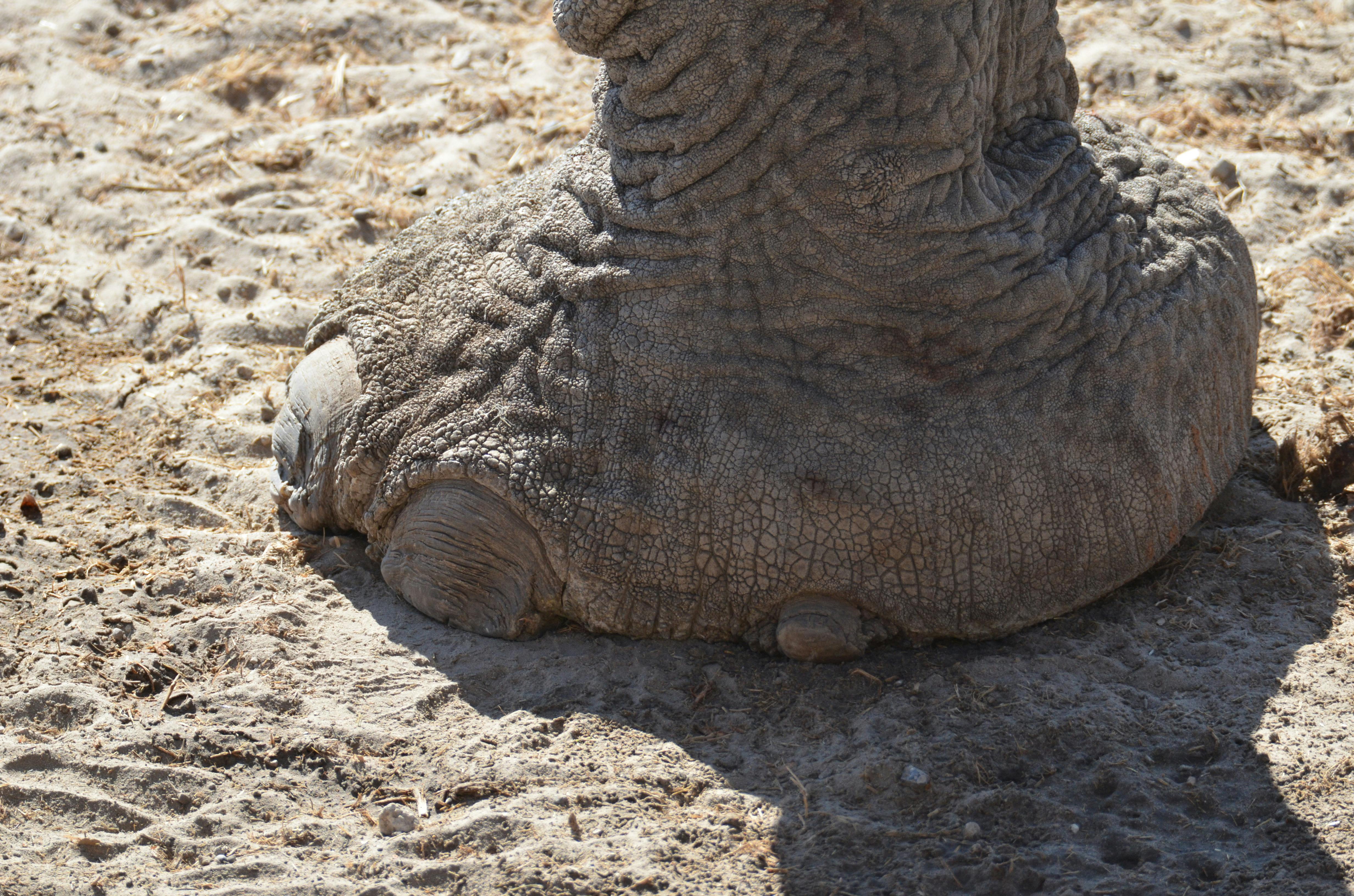 Close up of Elephant Leg · Free Stock Photo