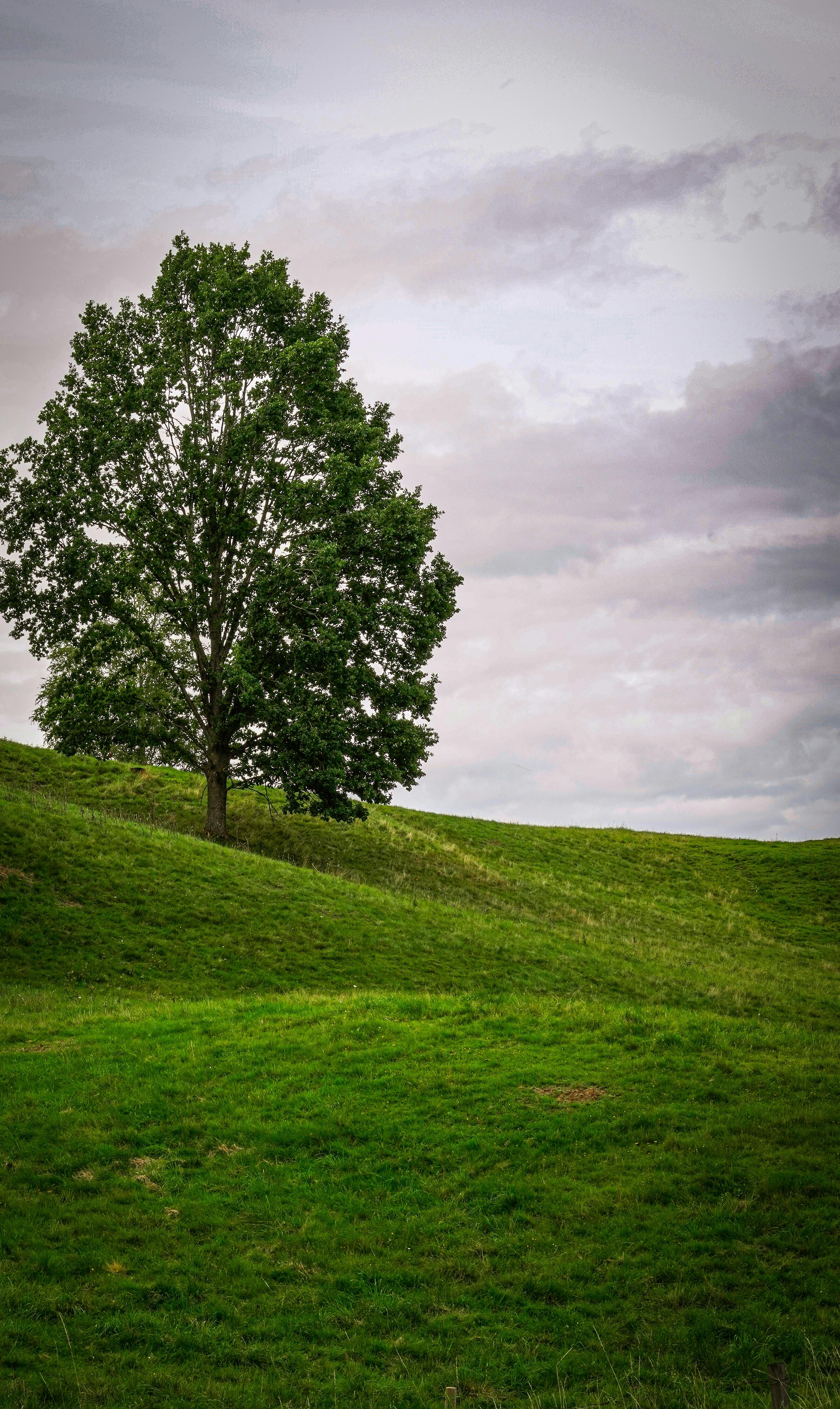 Single Tree on Grassland · Free Stock Photo