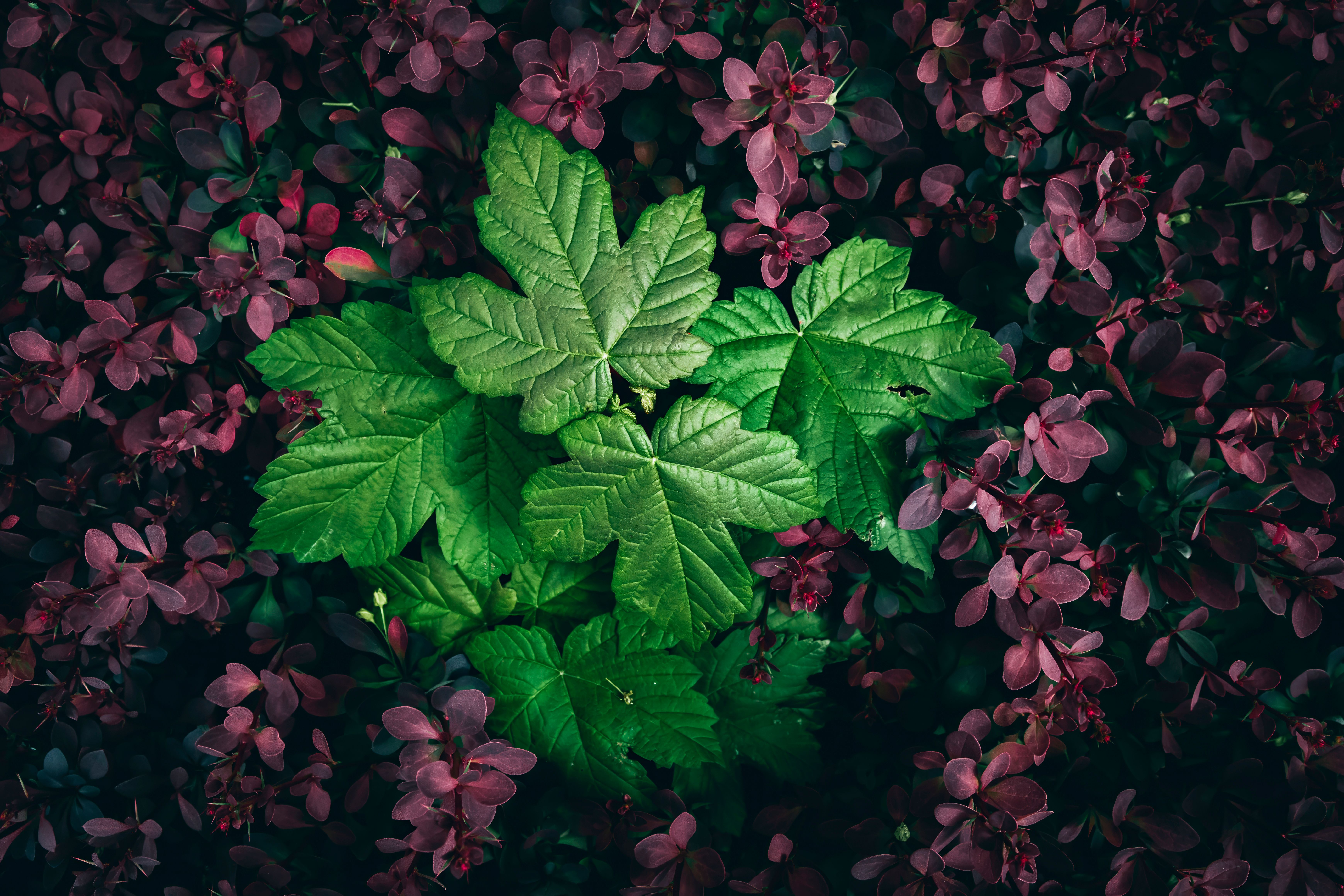 Young green Maple leaves growing in a red Barberry bush · Free Stock Photo