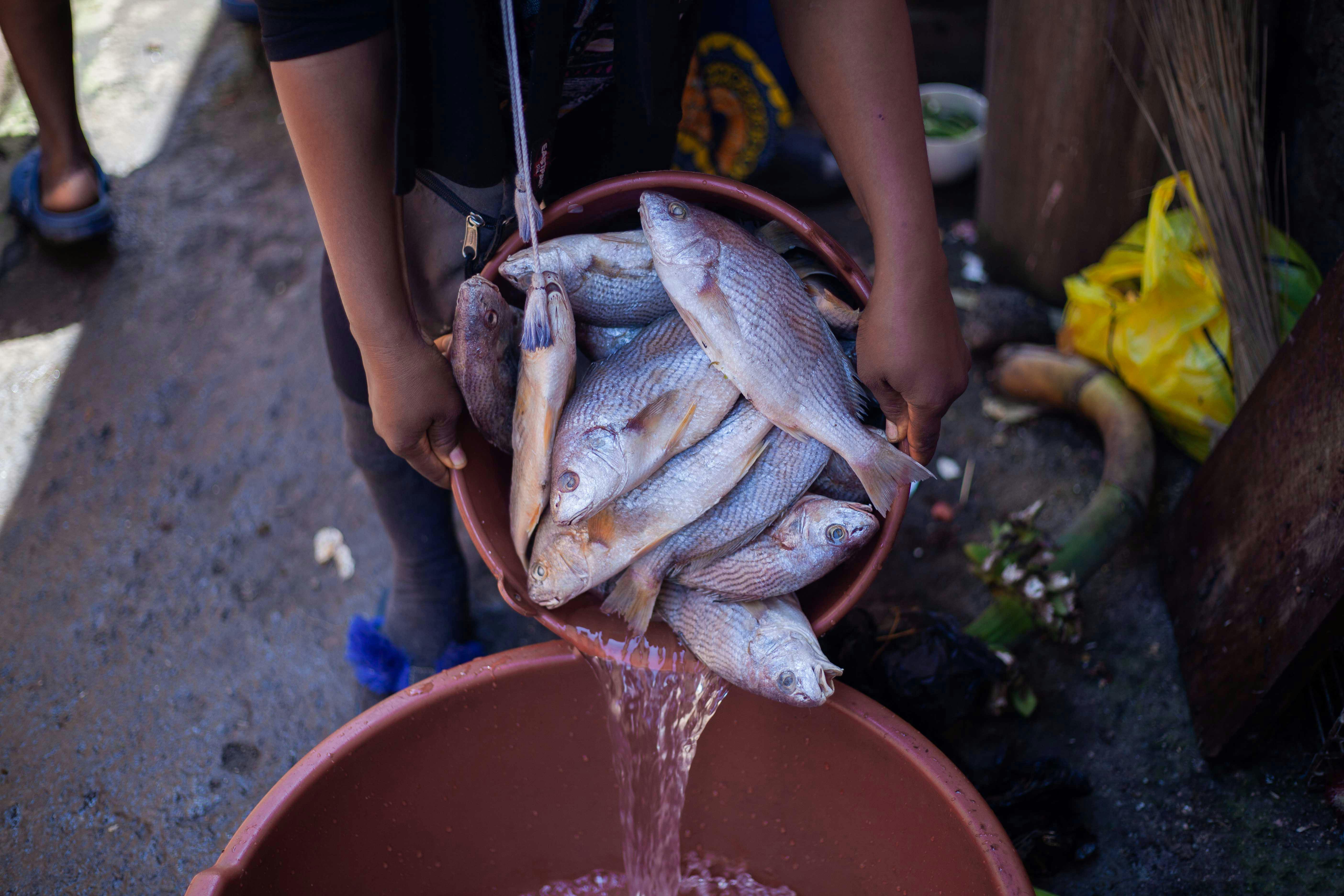 Blob Fish Photos, Download The BEST Free Blob Fish Stock Photos & HD Images