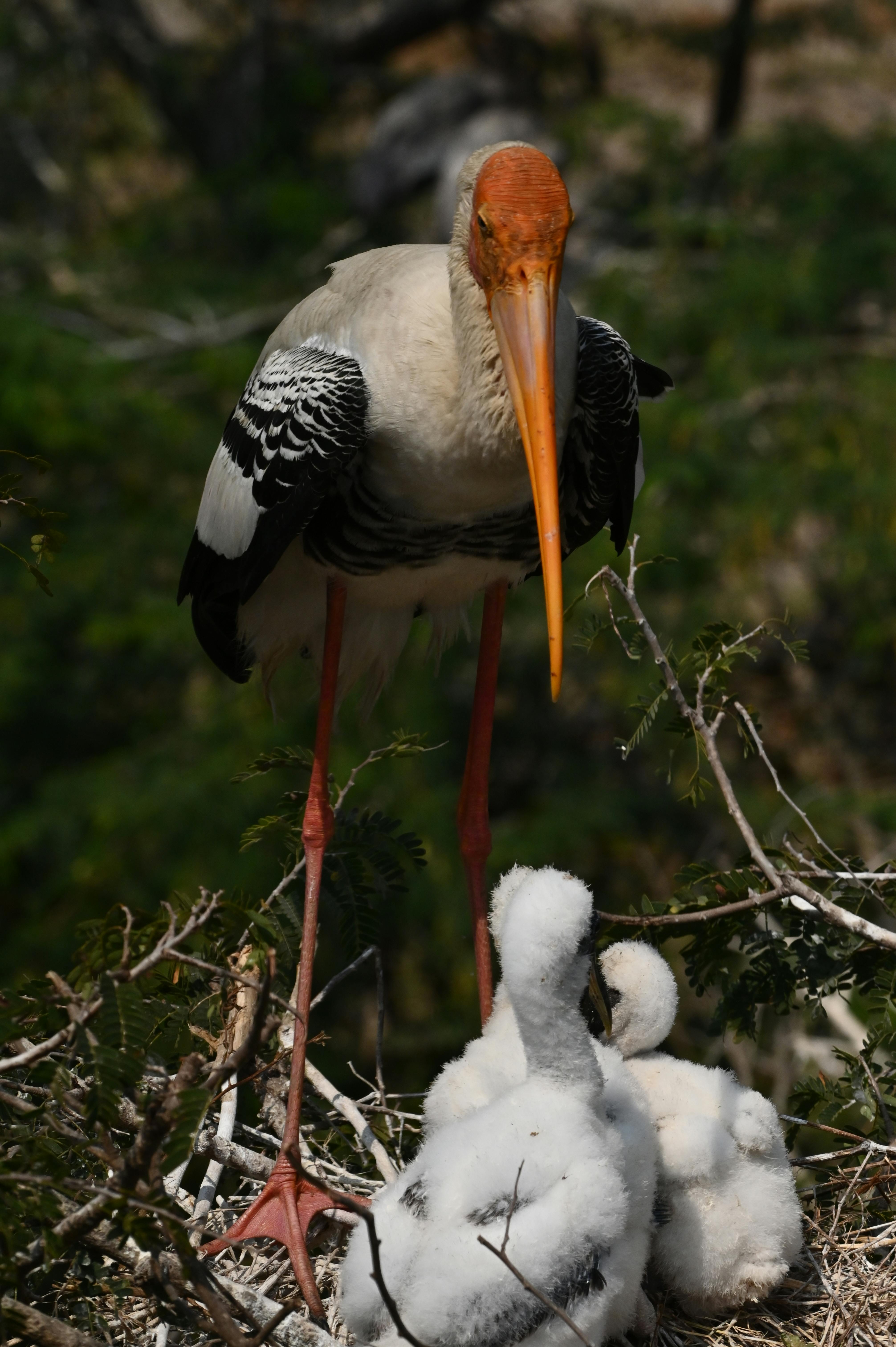 Painted Stork with Three Nestlings · Free Stock Photo