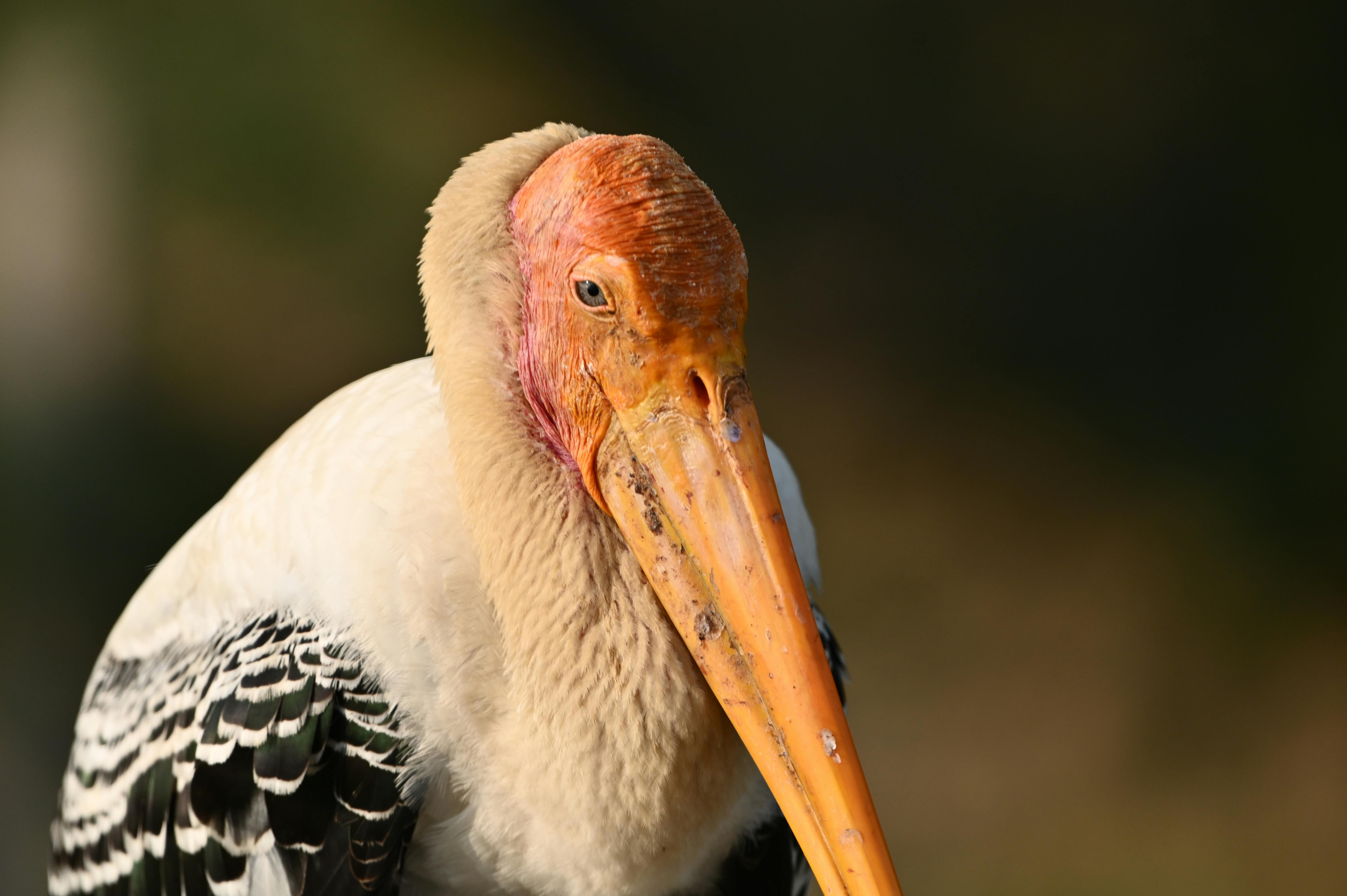 Yoga Beak Photos, Download The BEST Free Yoga Beak Stock Photos & HD Images