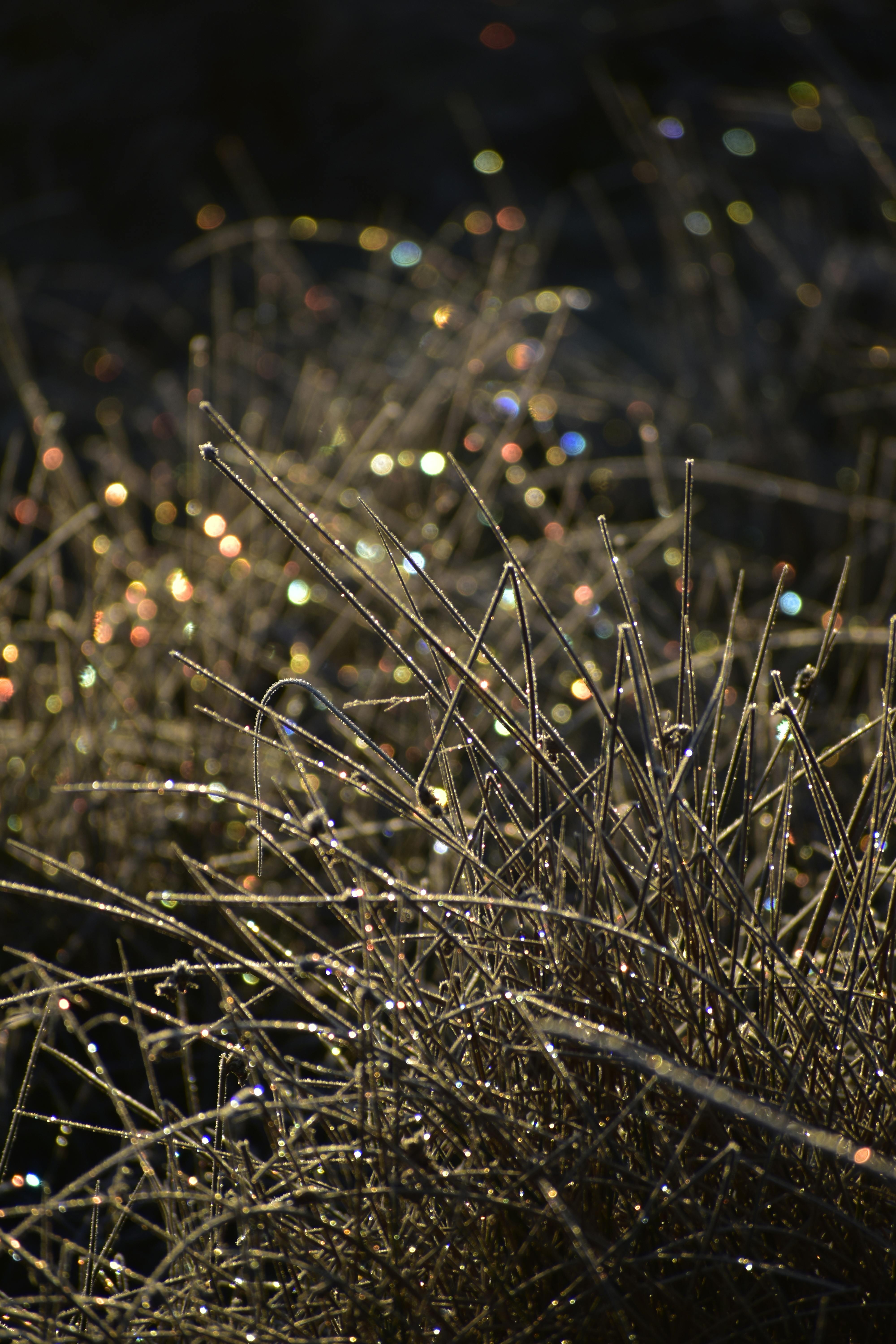 Colorful Dots behind Grasses · Free Stock Photo