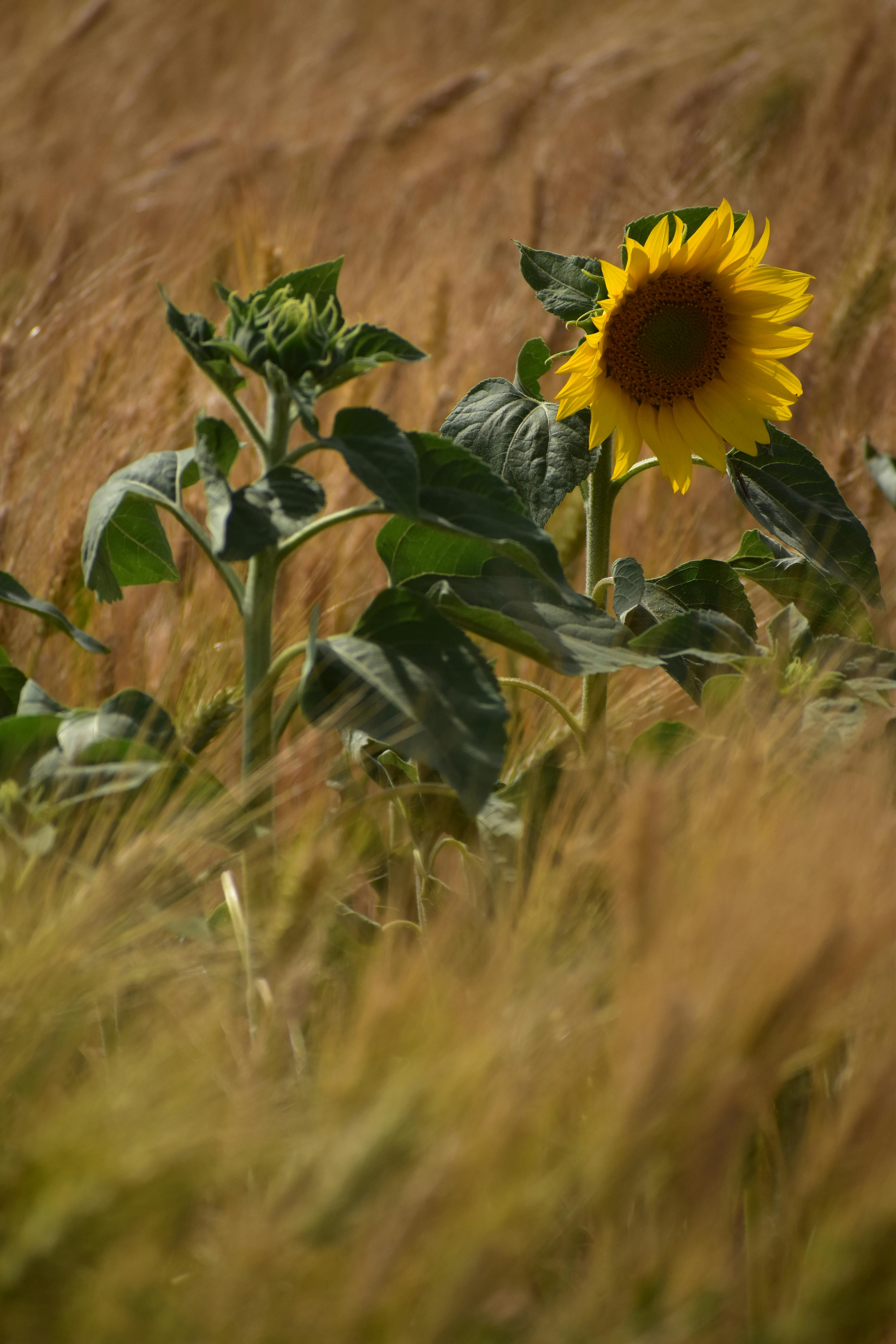 Sunflower in Nature · Free Stock Photo