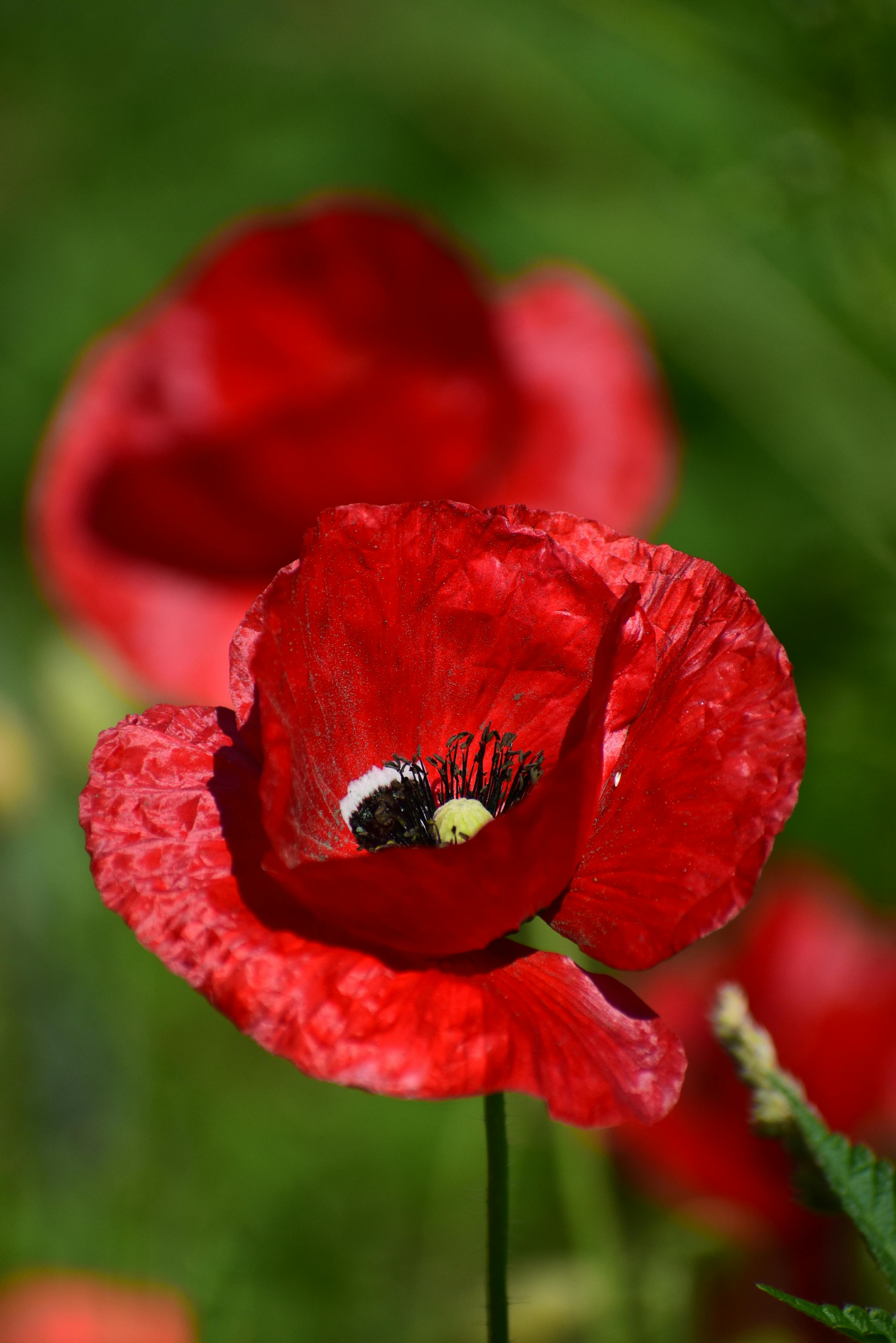 Poppy Flower Wallpaper Photos, Download The BEST Free Poppy Flower ...