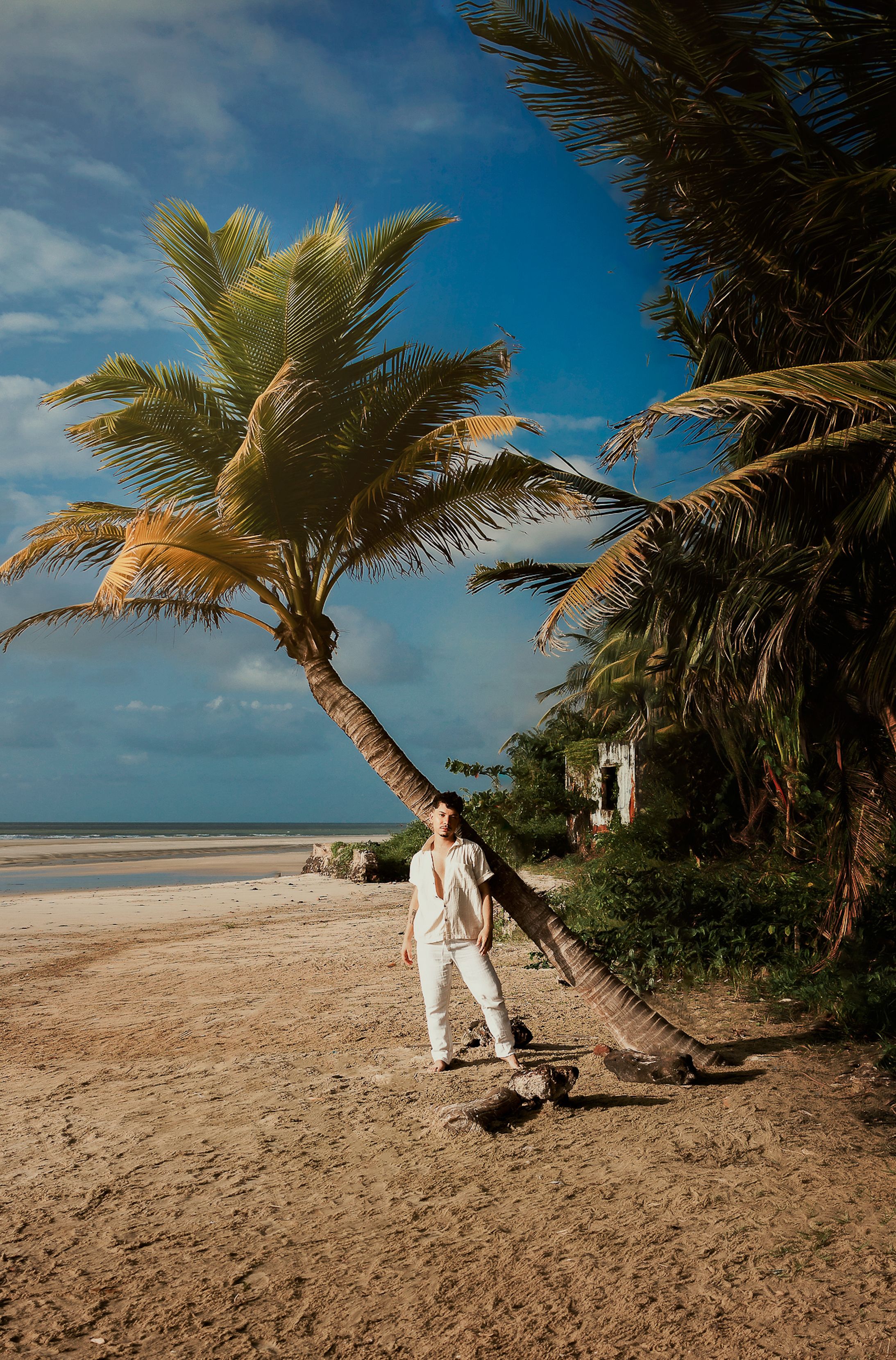 Man Picking Dates from a Date Palm · Free Stock Photo