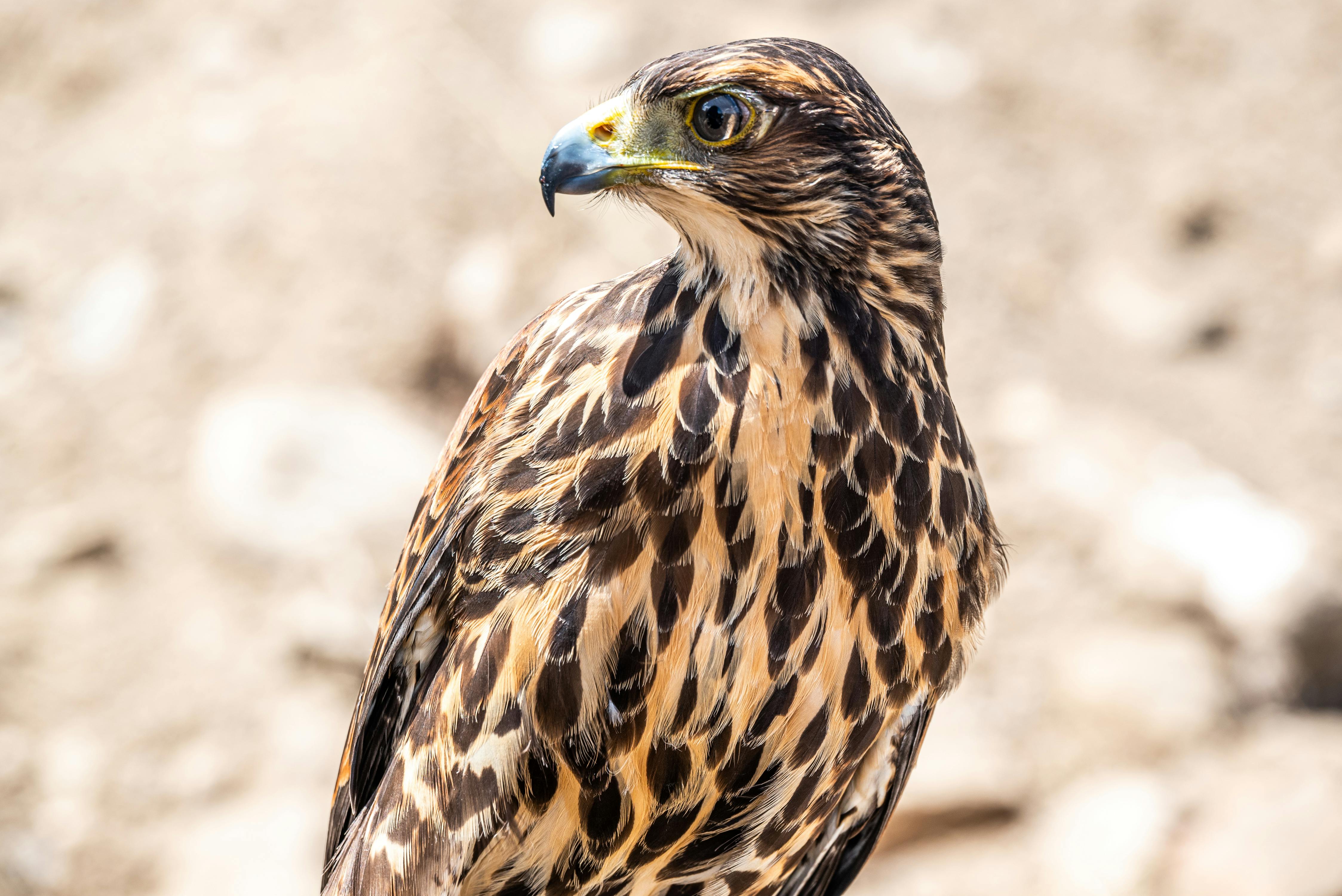 Anime Wallpaper Photos, Download The BEST Free Anime Wallpaper Stock ...