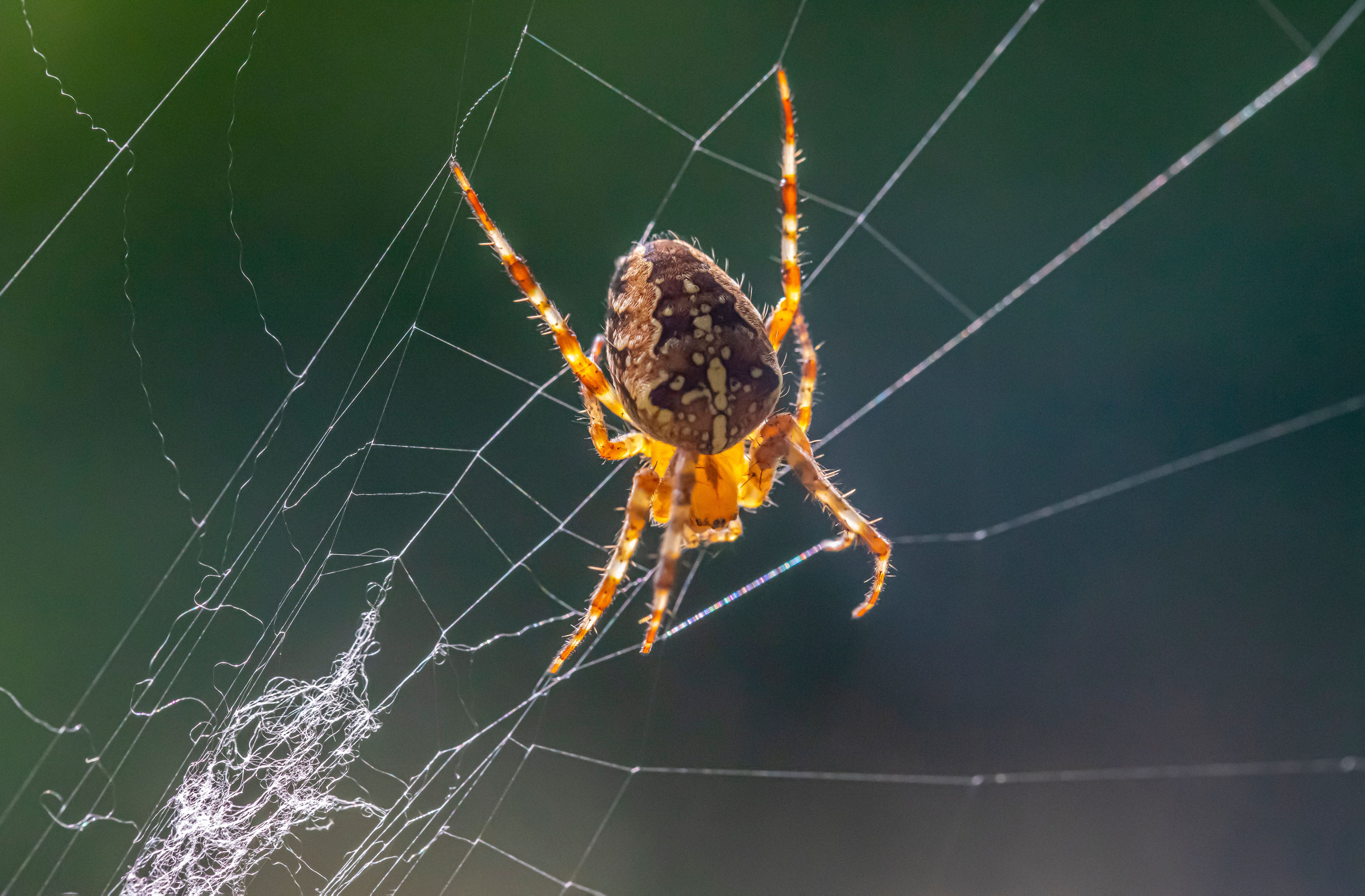 Spider on Spiderweb · Free Stock Photo