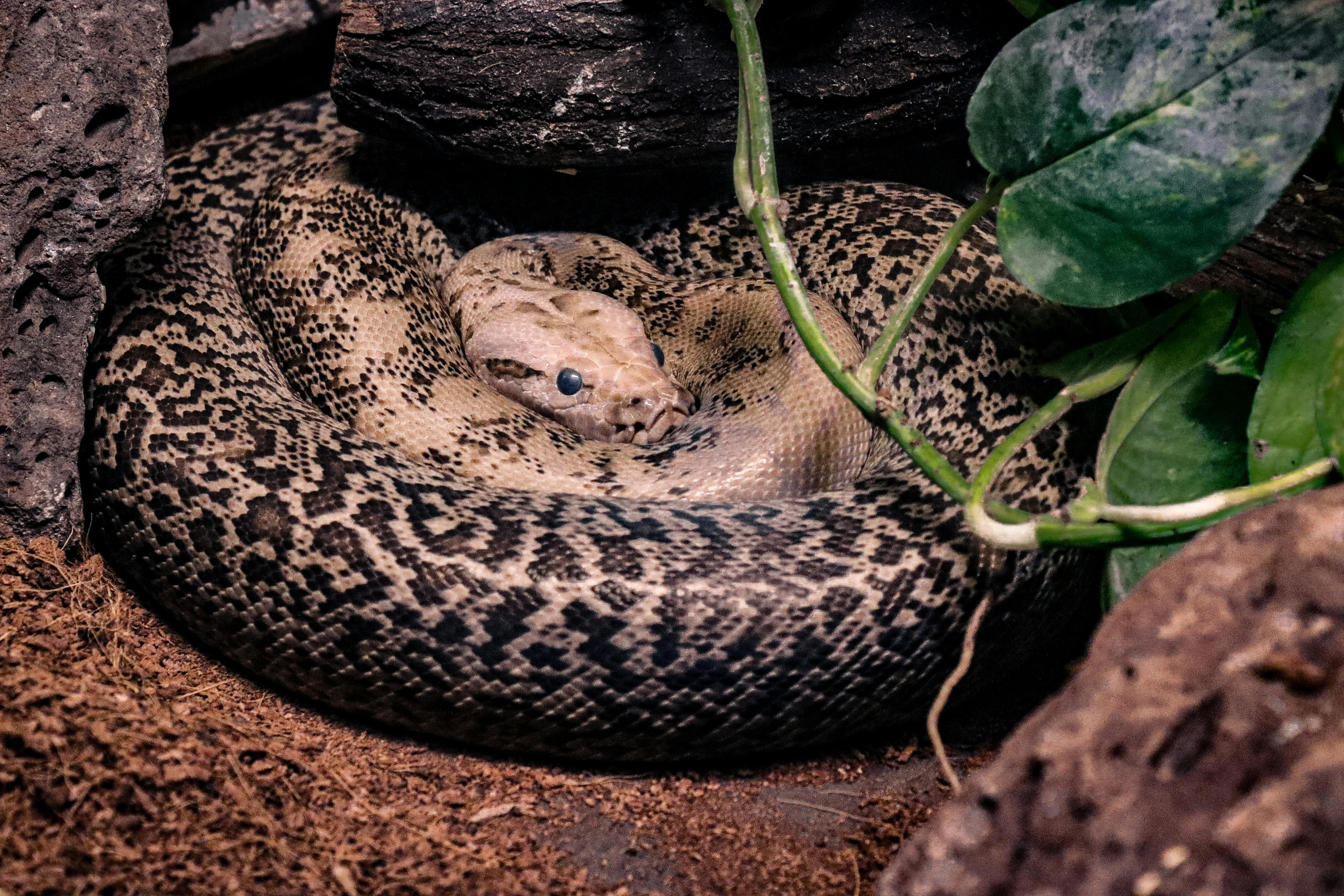 Close up of Python Snake · Free Stock Photo