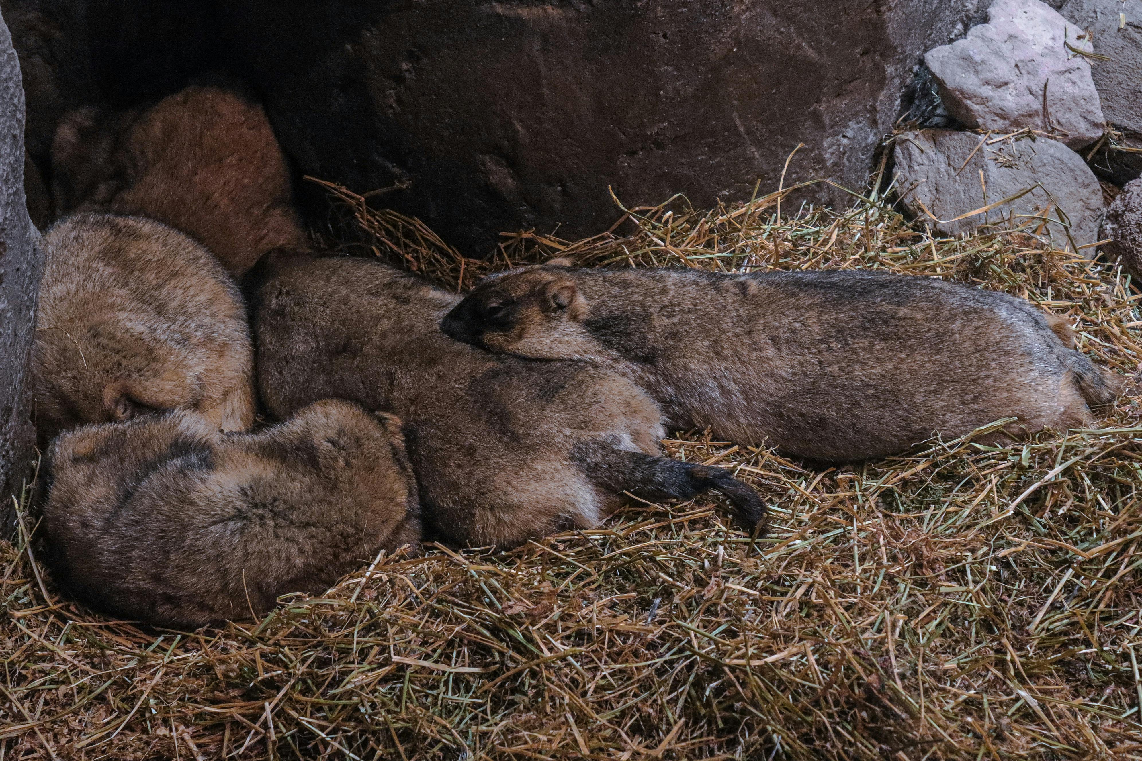 Rock Rabbits Sleeping in Burrow · Free Stock Photo