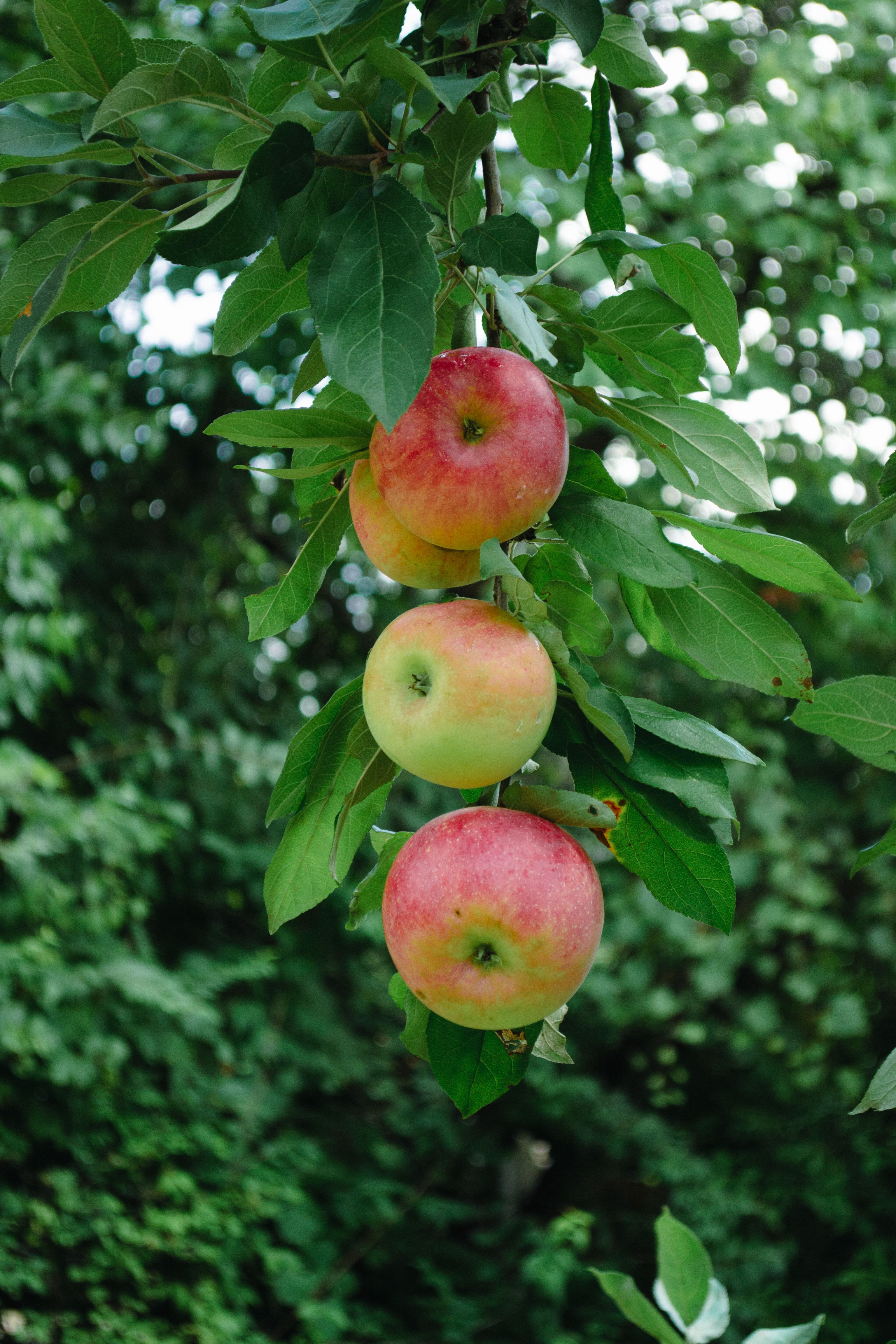Close-up Photo of an Apple on a branch · Free Stock Photo