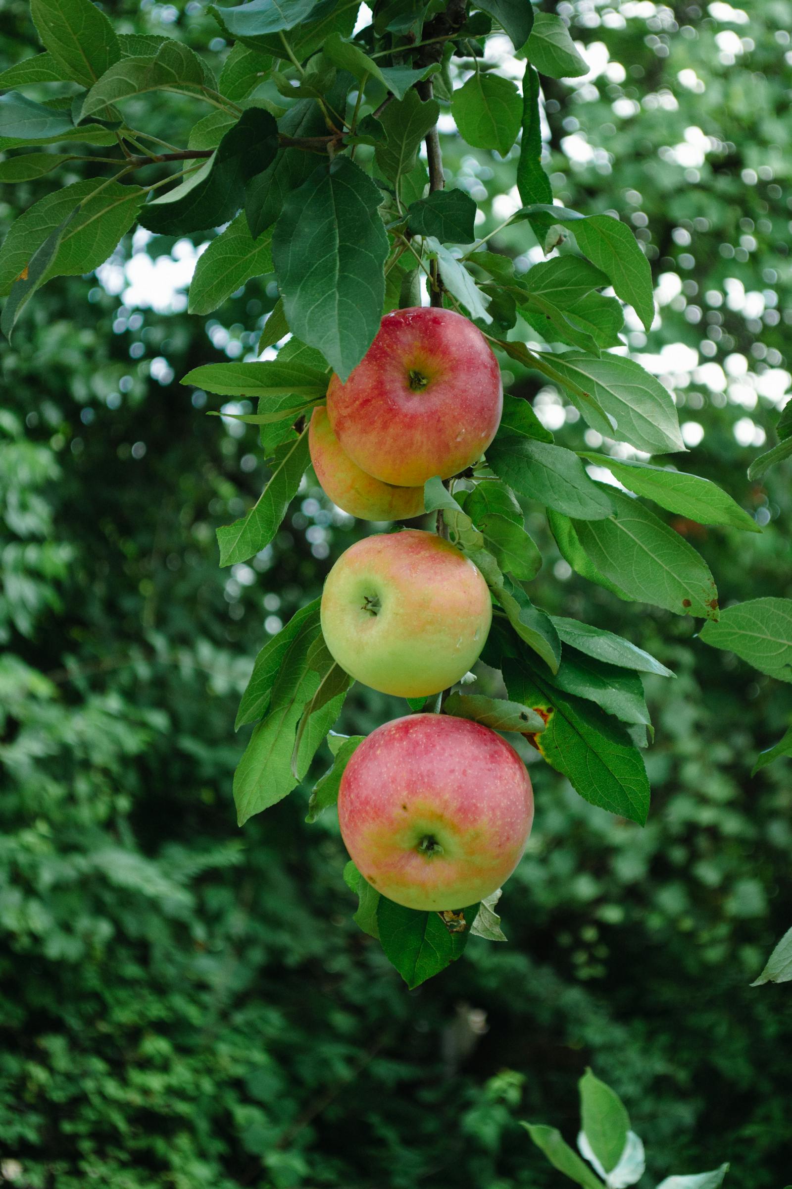 Apples Tree Photos, Download The BEST Free Apples Tree Stock Photos ...