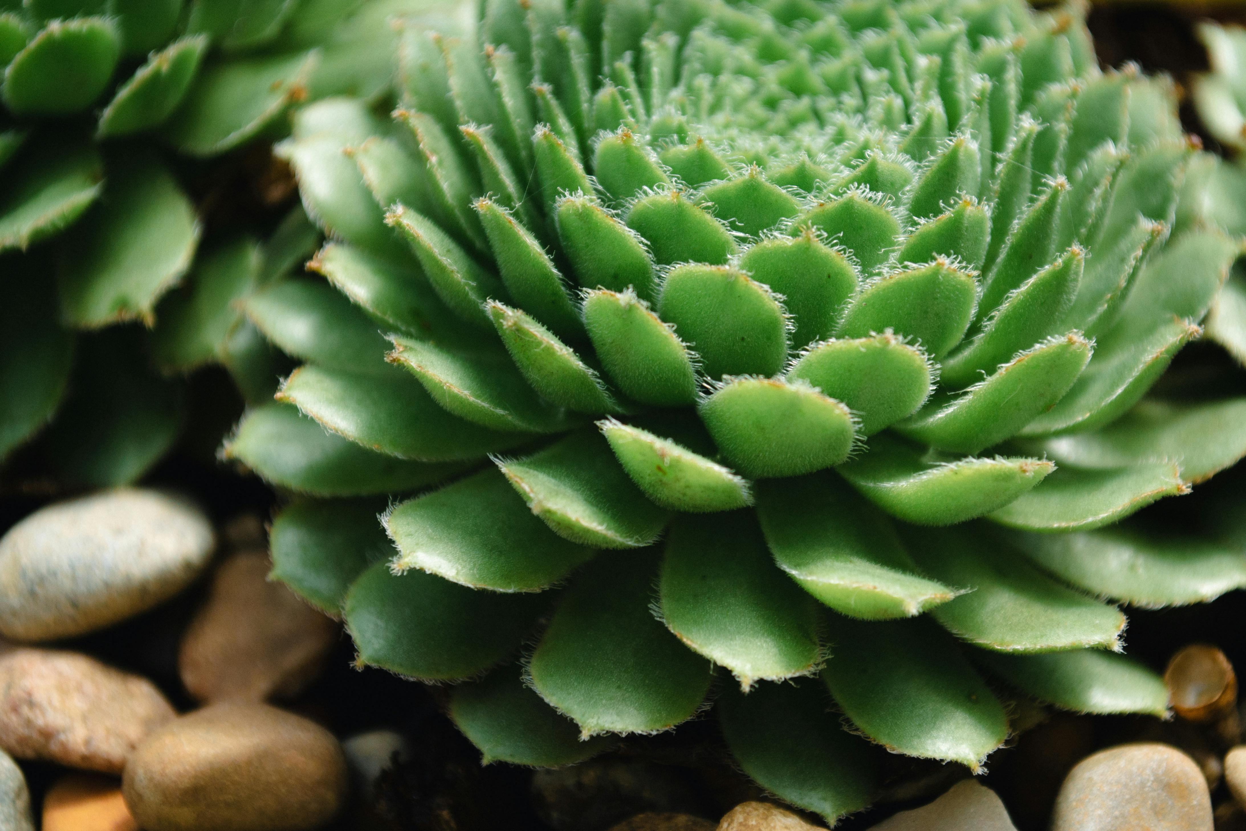 Plant Contrapicado Photos, Download The BEST Free Plant Contrapicado ...