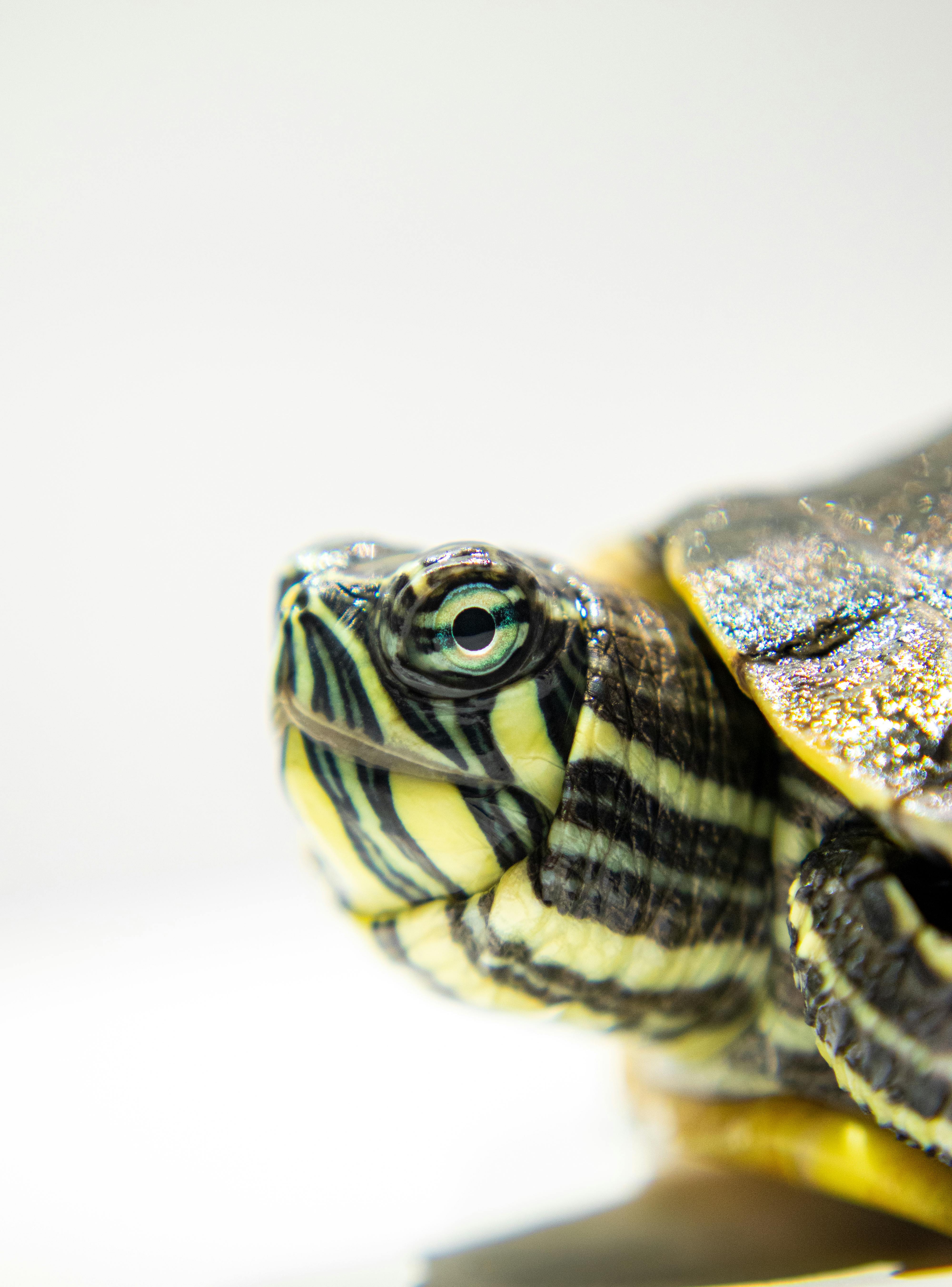 Head of Cumberland Slider Turtle · Free Stock Photo