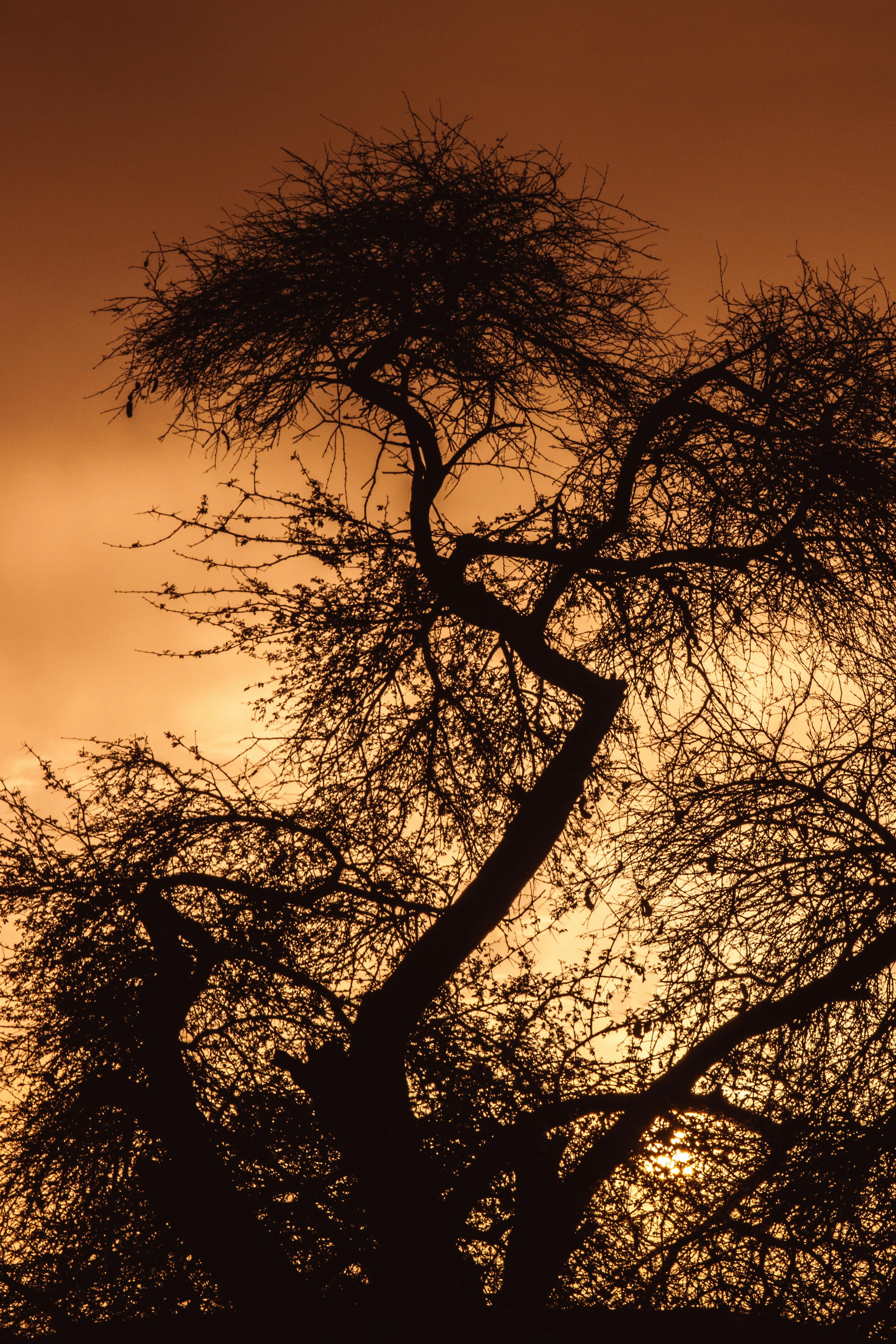 Dead tree sunset · Free Stock Photo