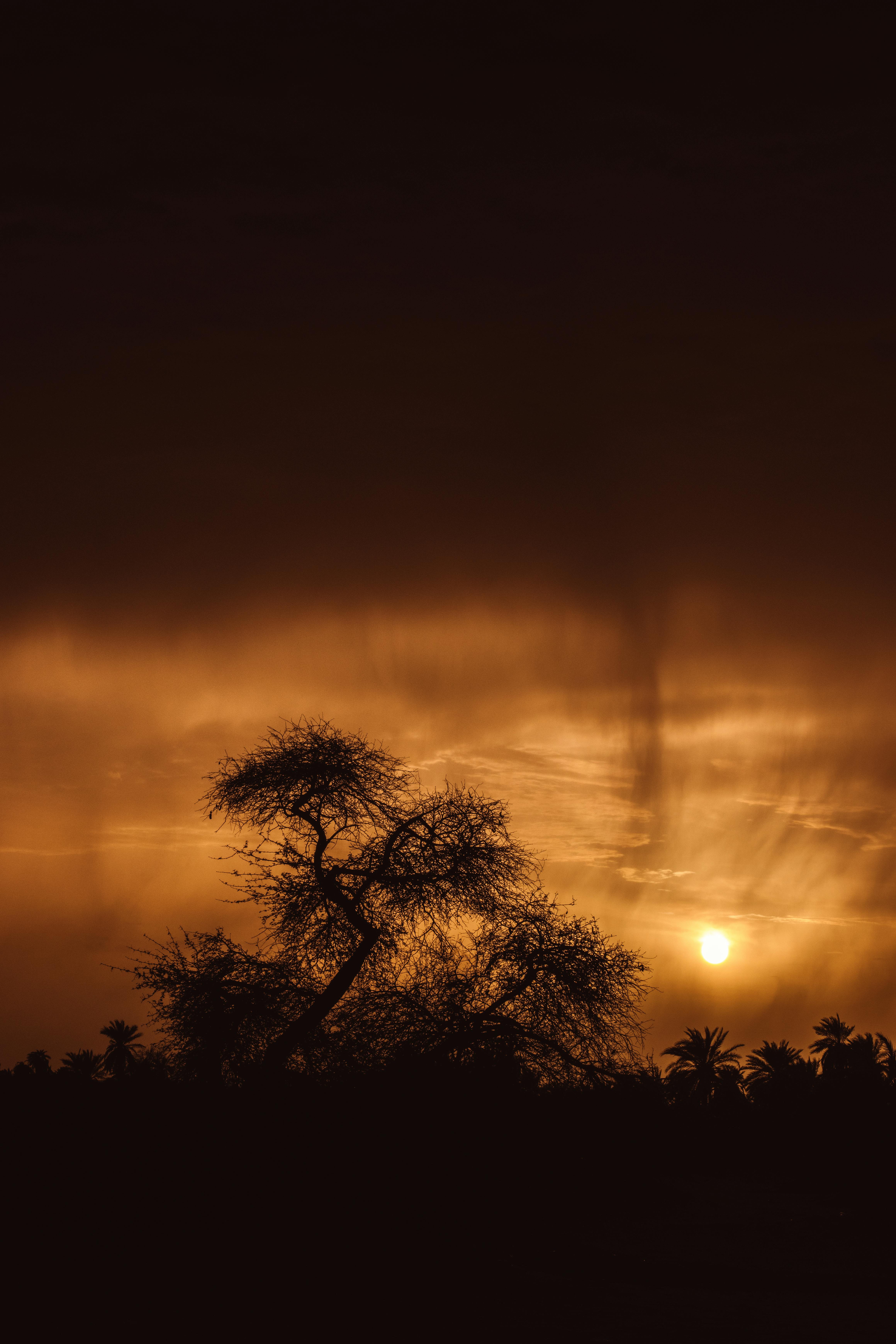 Dead tree sunset · Free Stock Photo