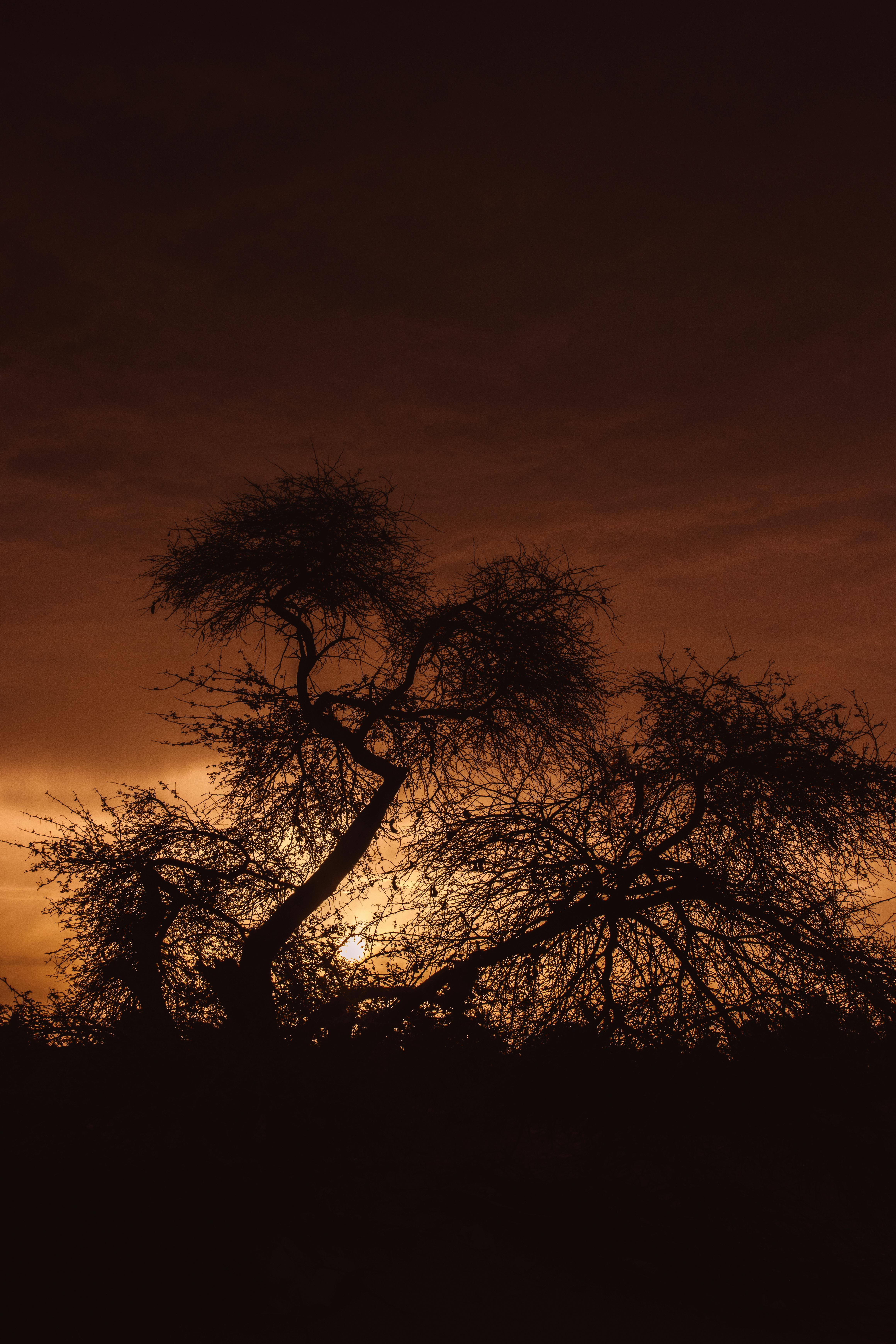 Dead tree sunset · Free Stock Photo
