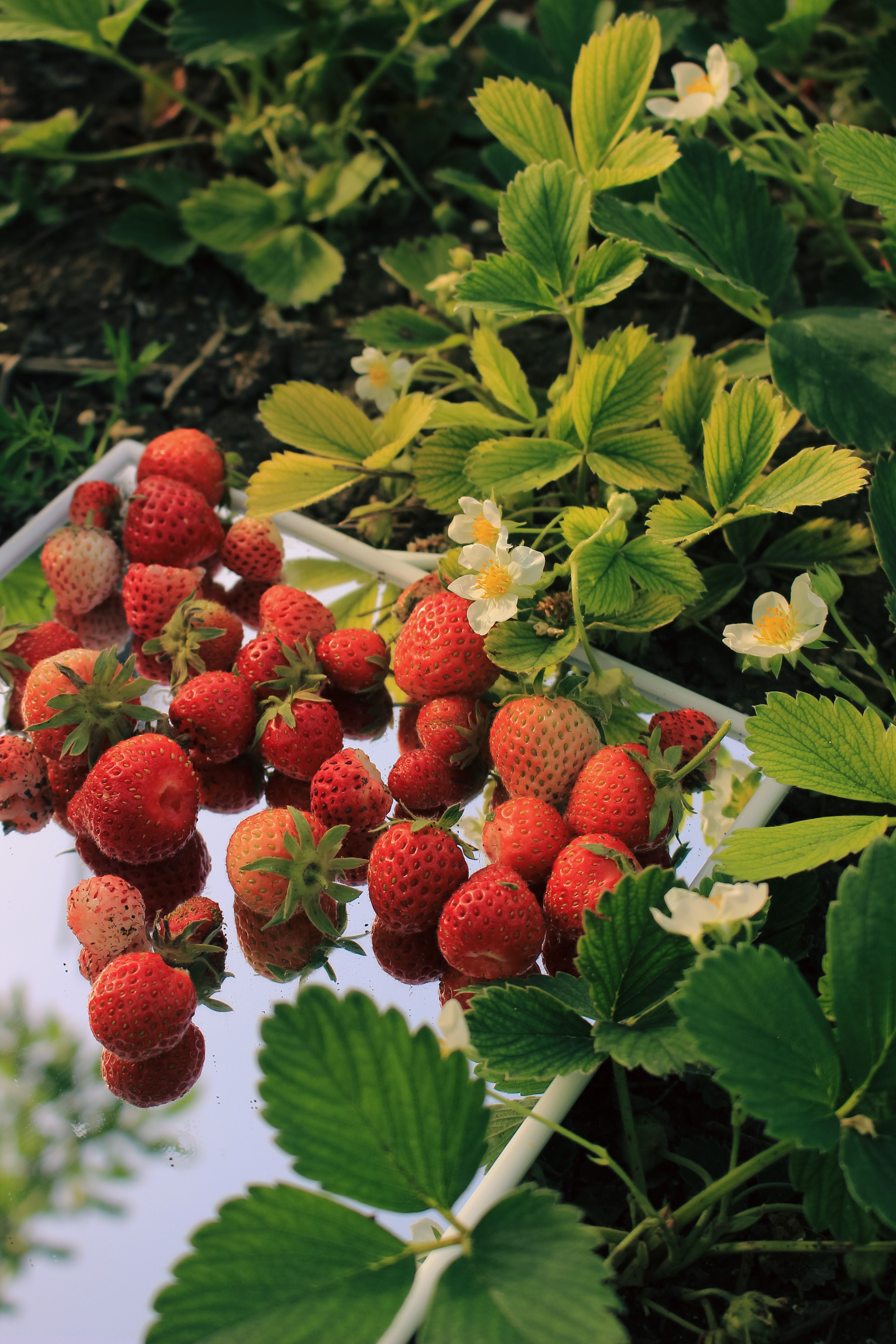 Strawberries on Mirror of Strawberry Field · Free Stock Photo