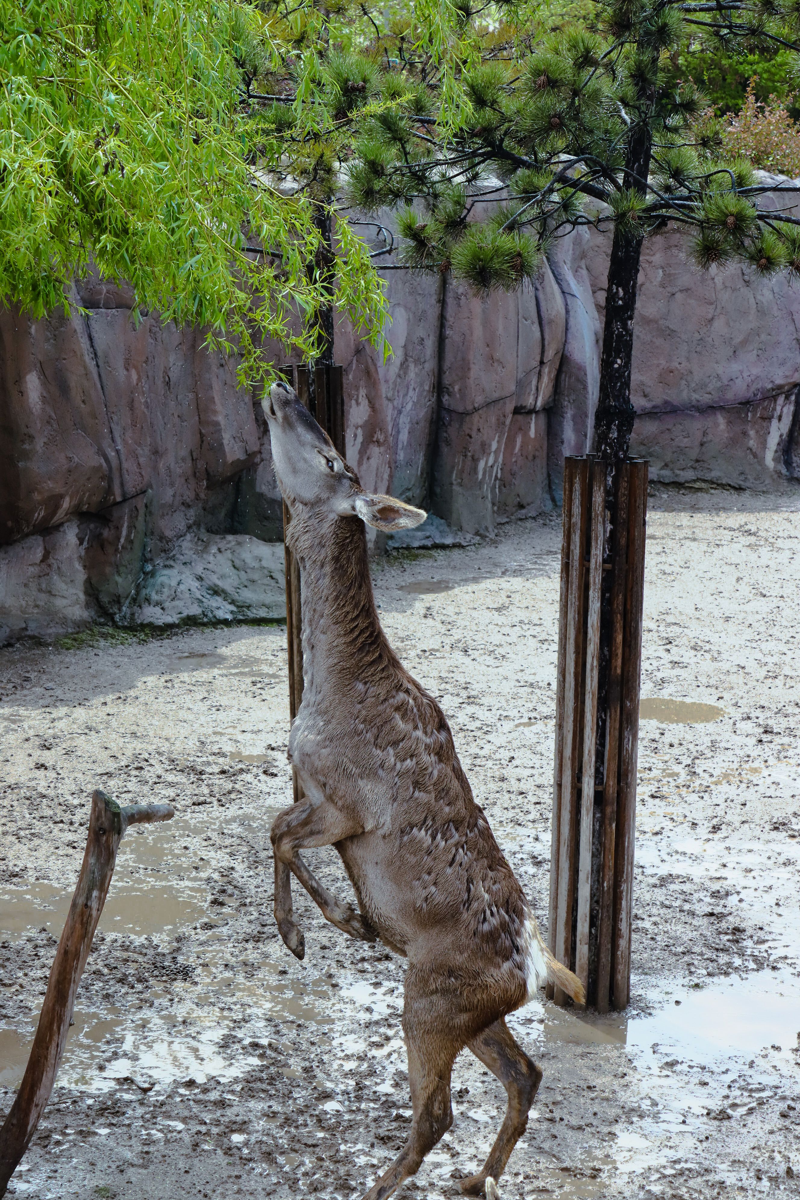 Blue Cow Antelope in ZOO · Free Stock Photo