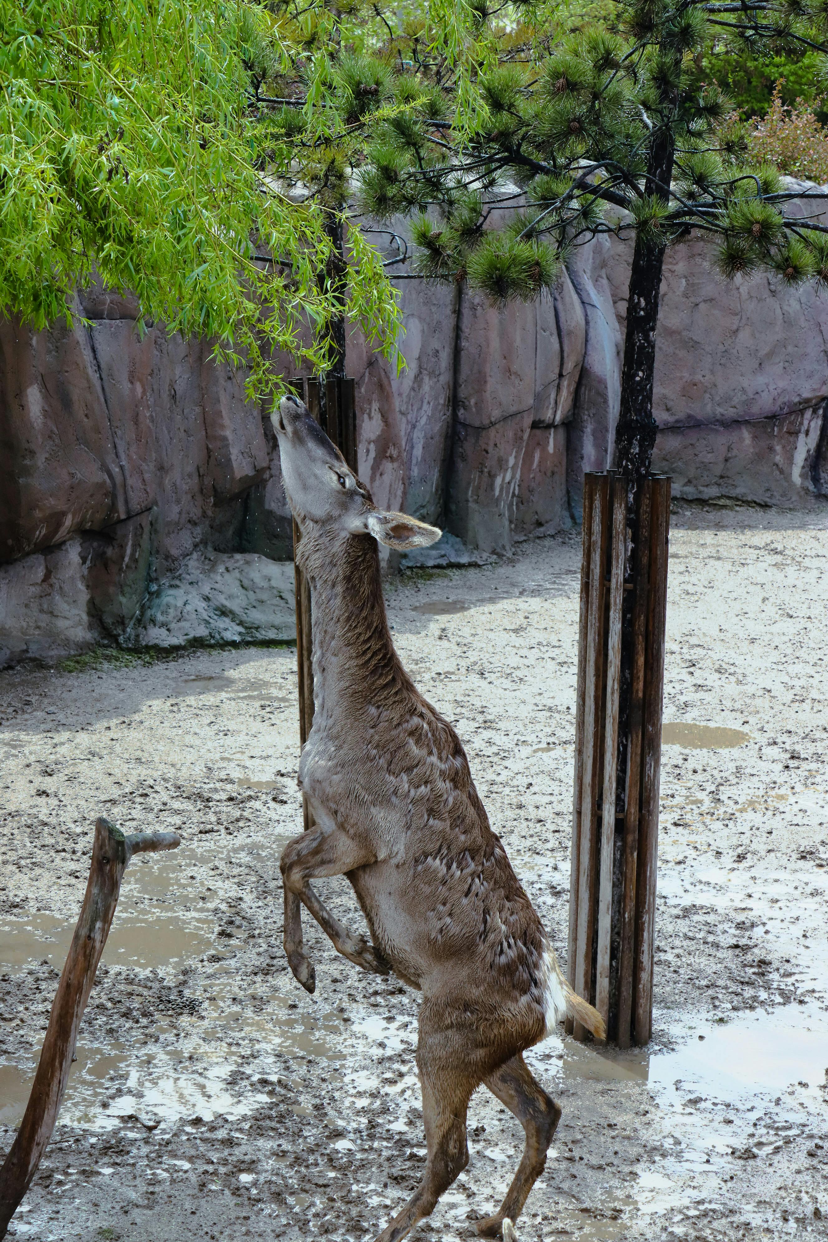 Blue Cow Photos, Download The BEST Free Blue Cow Stock Photos & HD Images