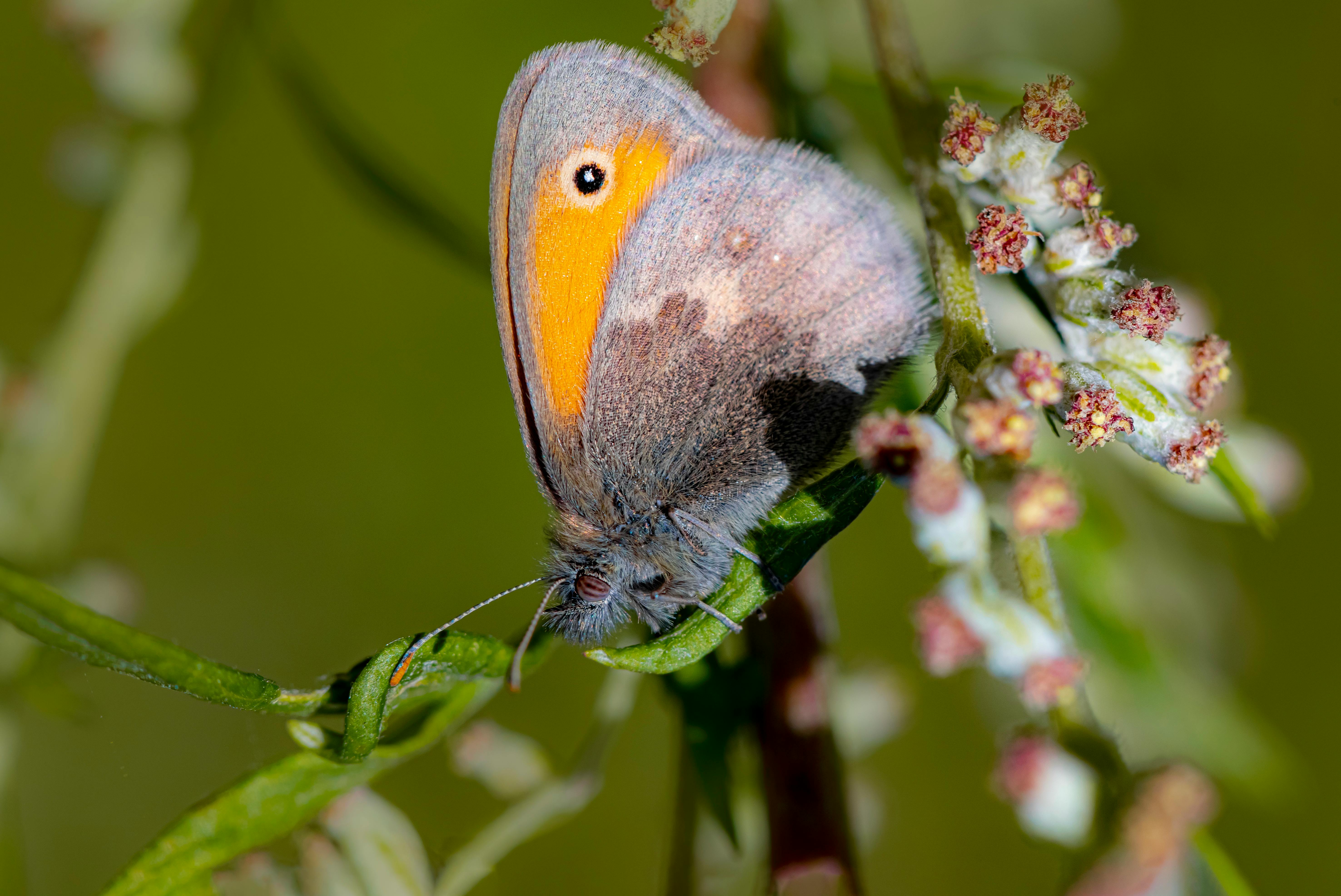Close up of Small Heath Butterfly · Free Stock Photo