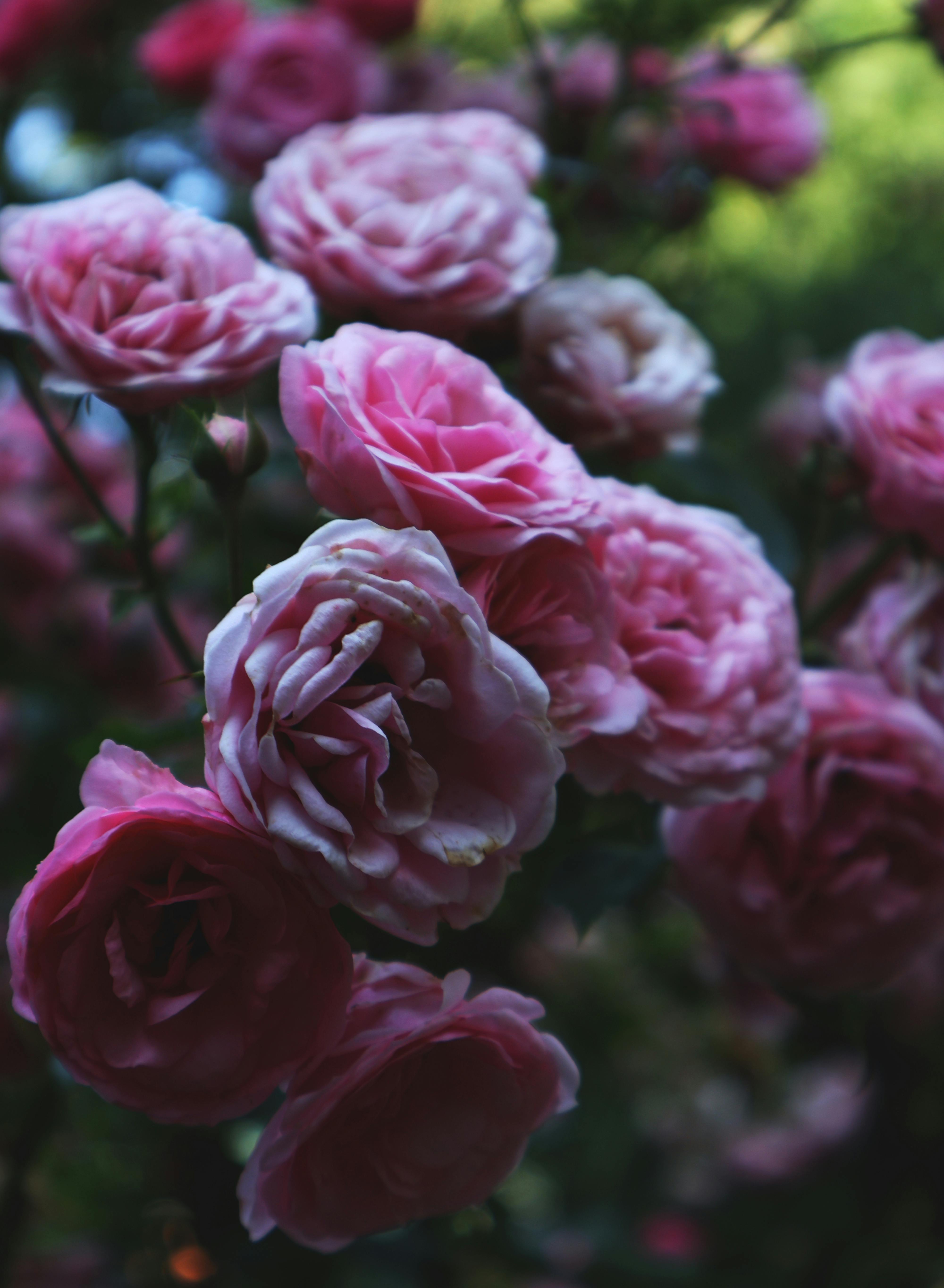 Flowering Roses Photos, Download The BEST Free Flowering Roses Stock ...