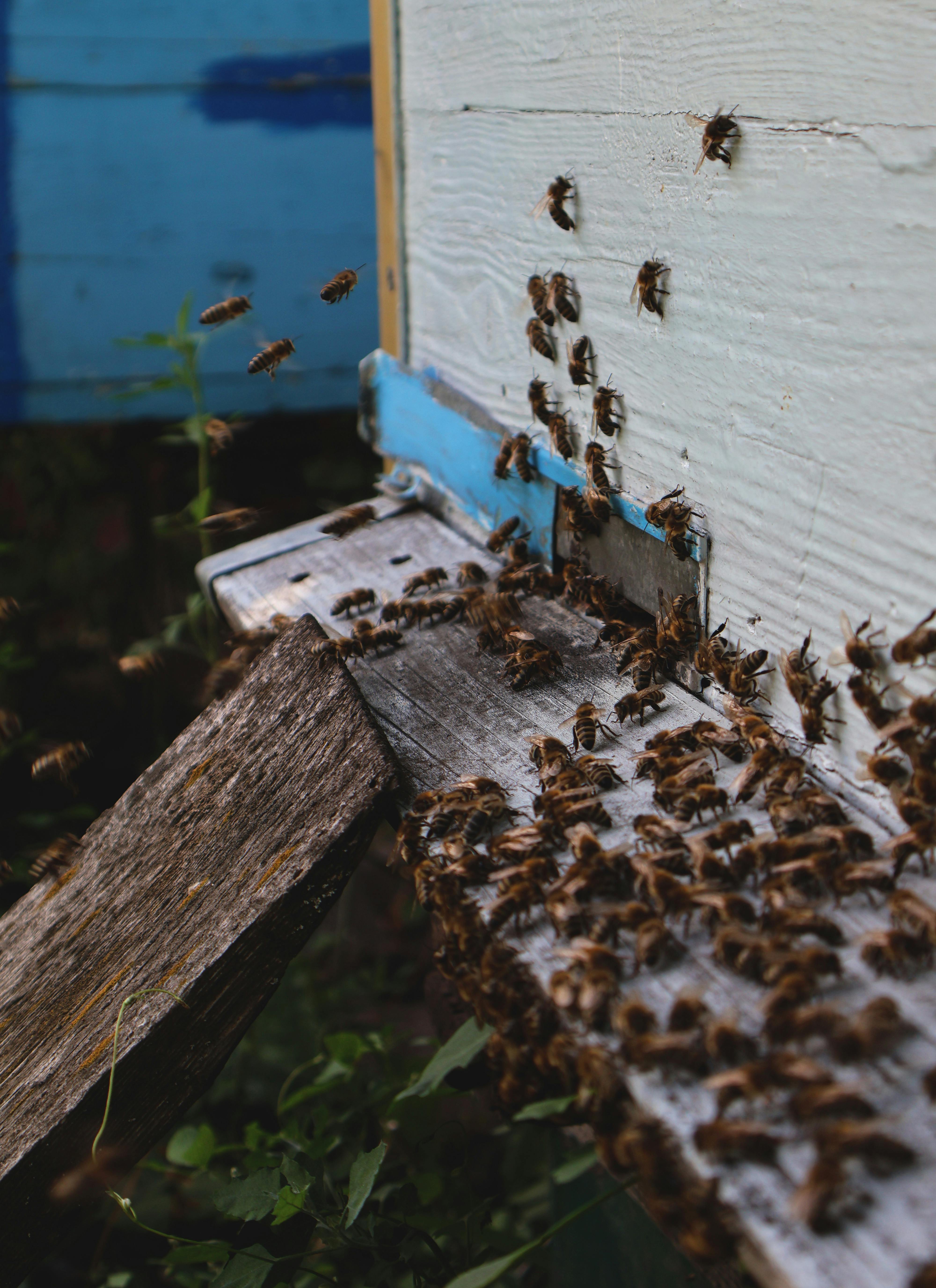 Extreme Close-up of a Beehive · Free Stock Photo