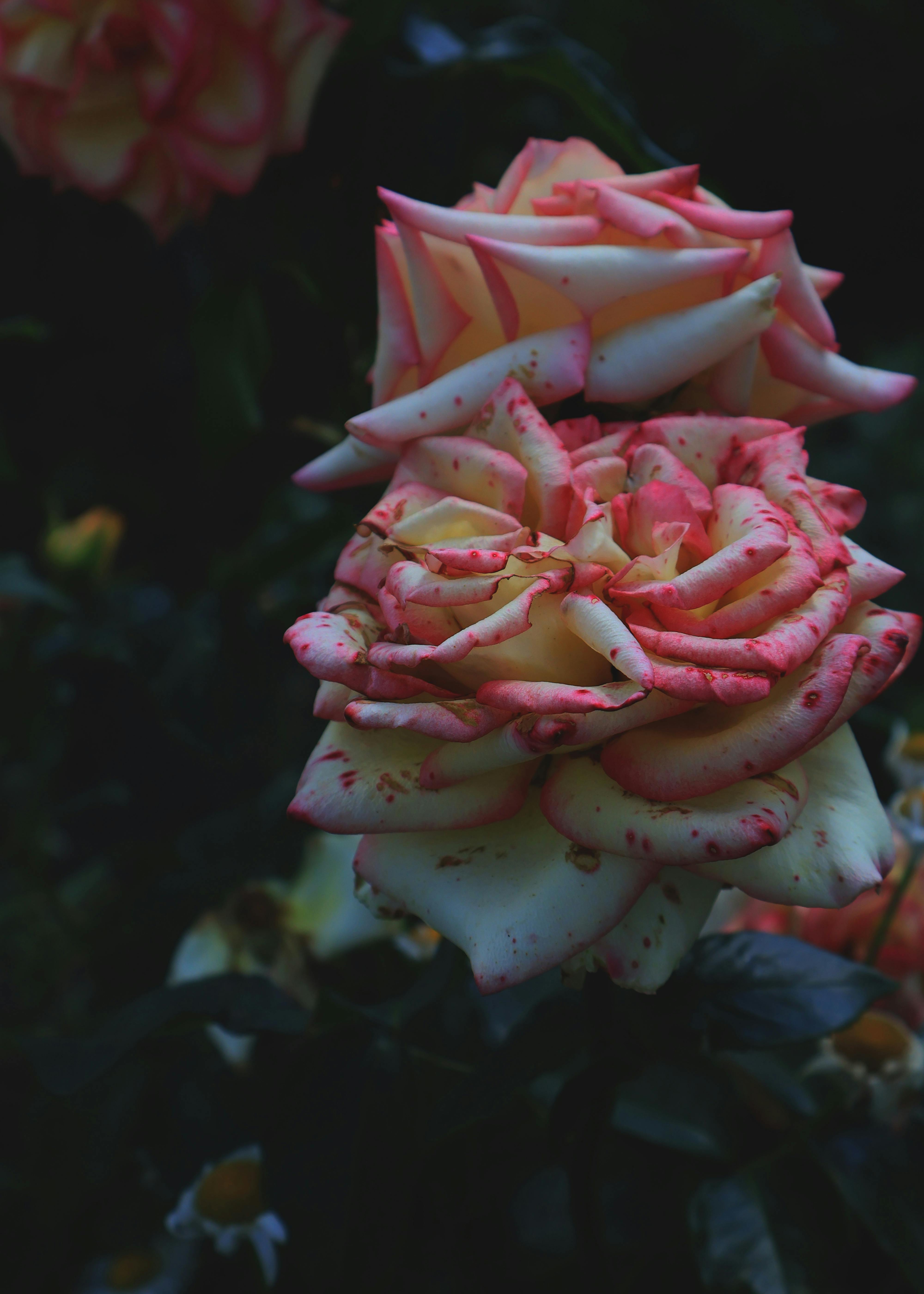 Close-up Photo of Pink Garden Rose Flowers · Free Stock Photo