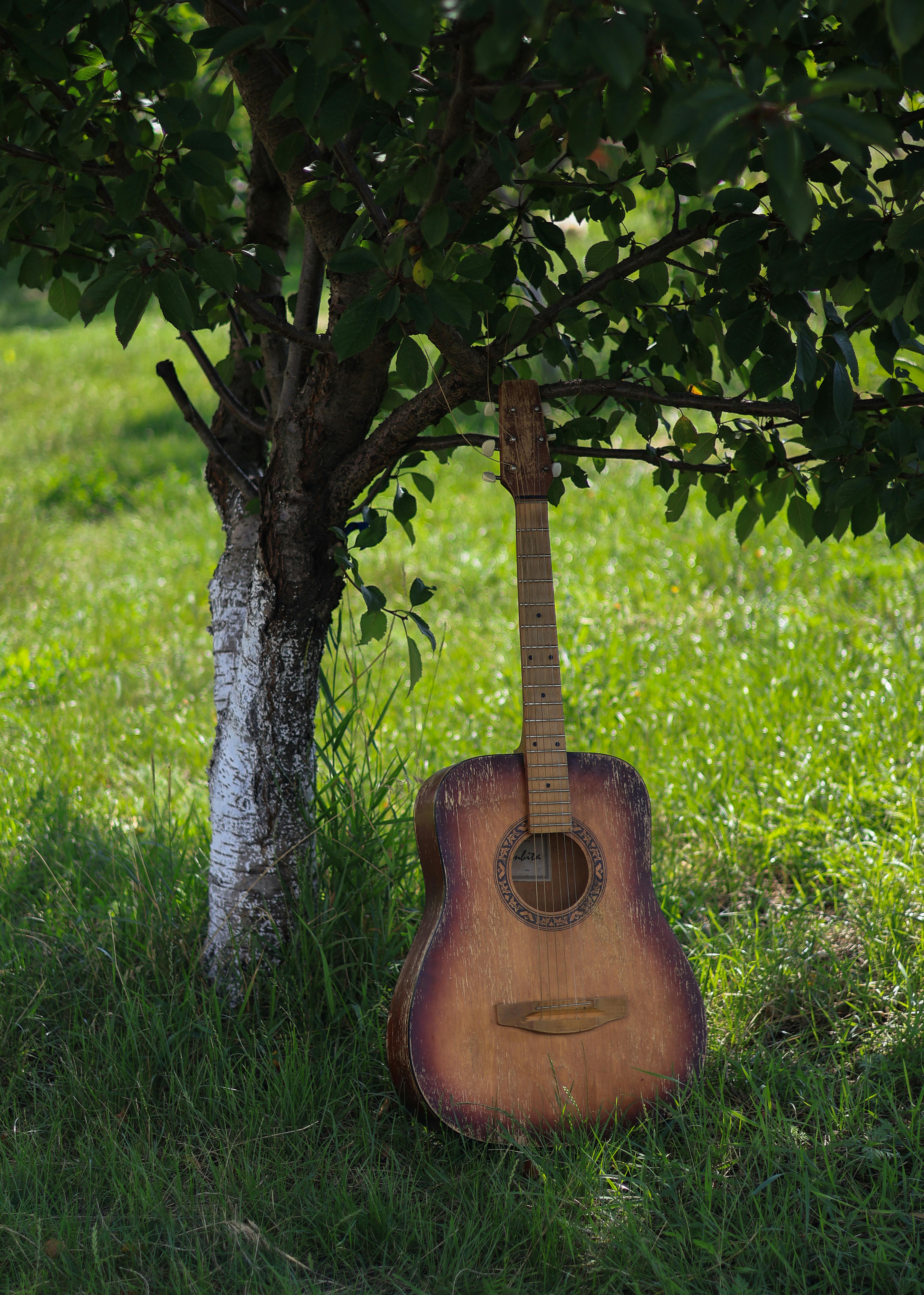 Guitar under Tree · Free Stock Photo