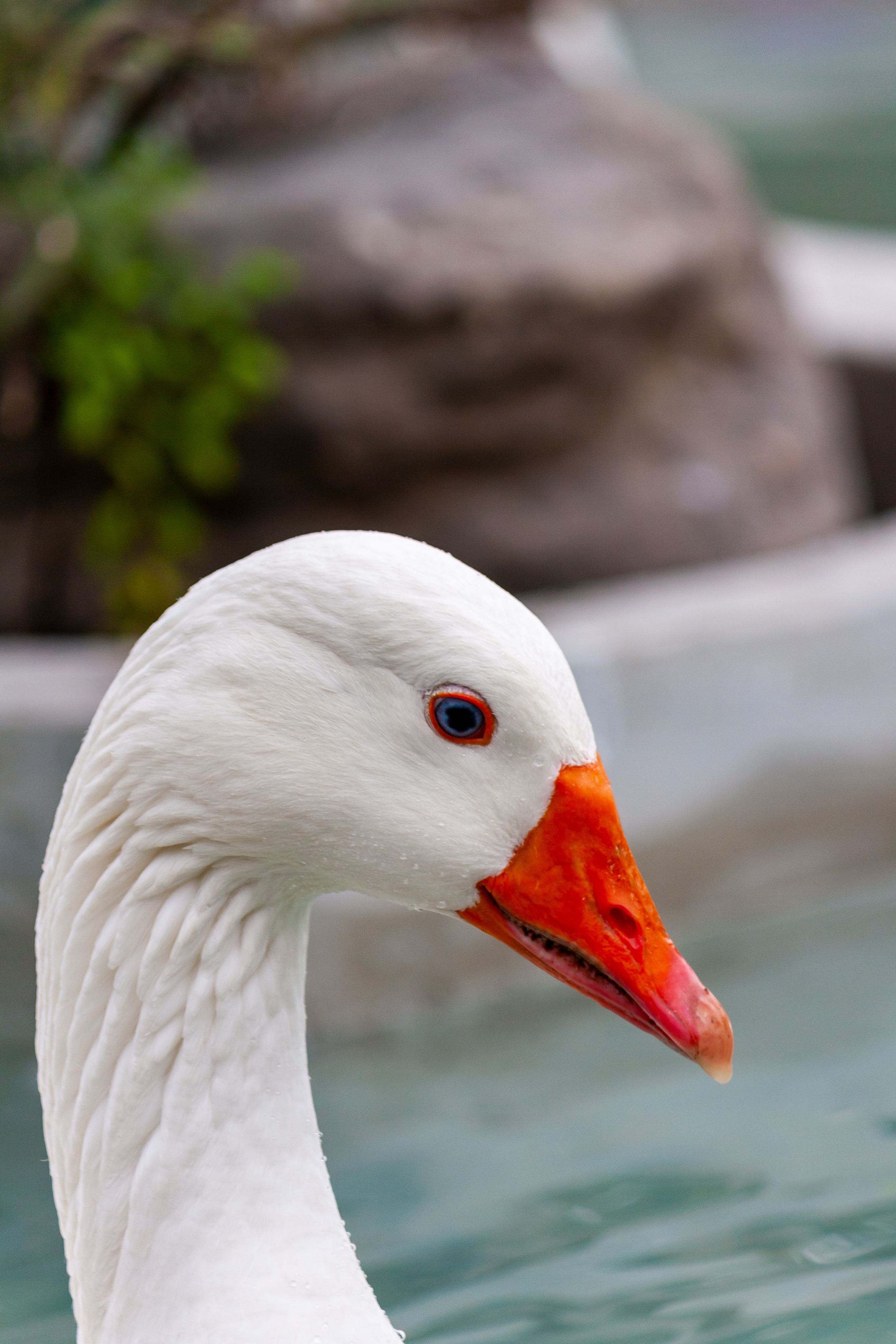 Poultry Photos Photos, Download The BEST Free Poultry Photos Stock ...