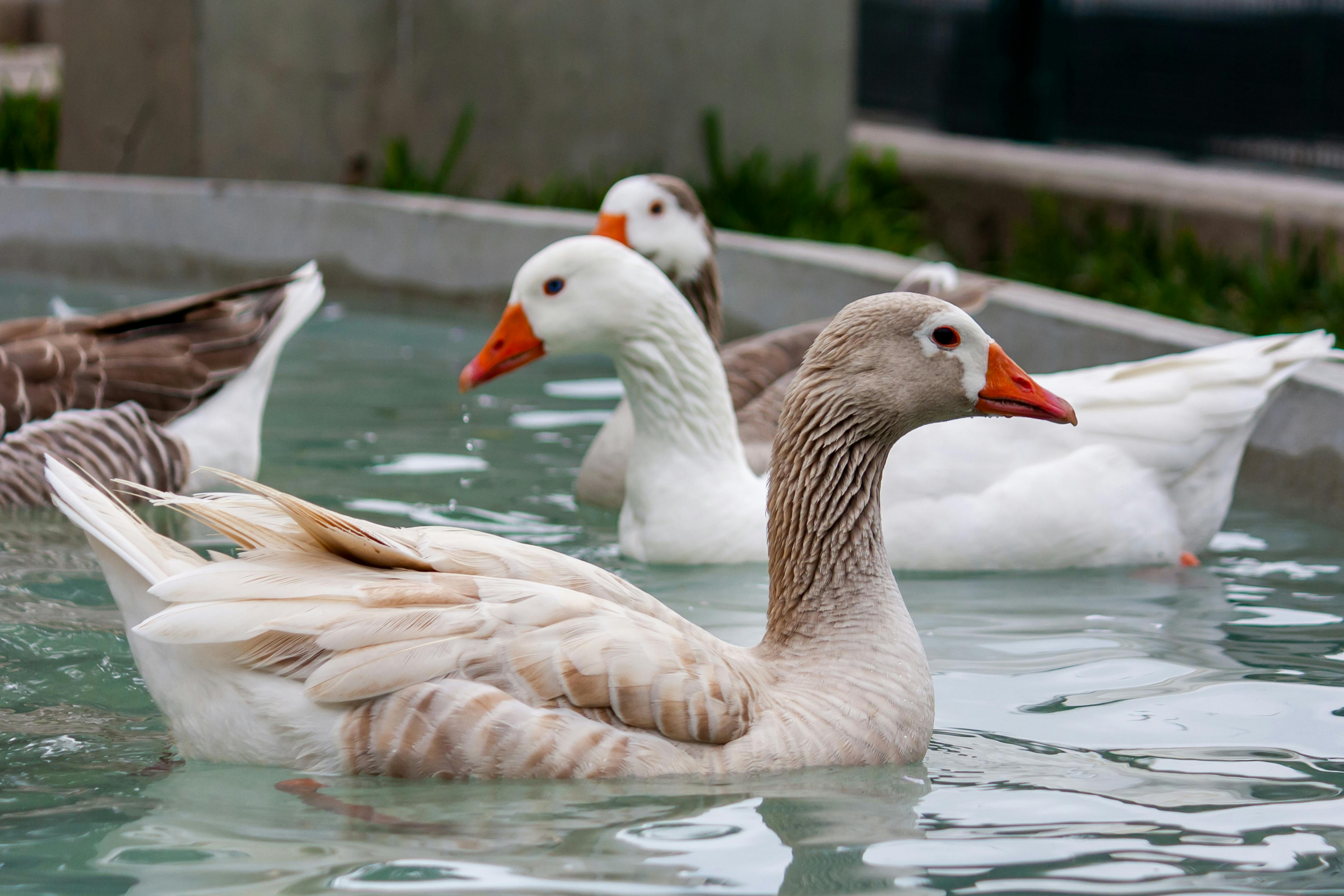 Domestic Geese Swimming in a Pool · Free Stock Photo