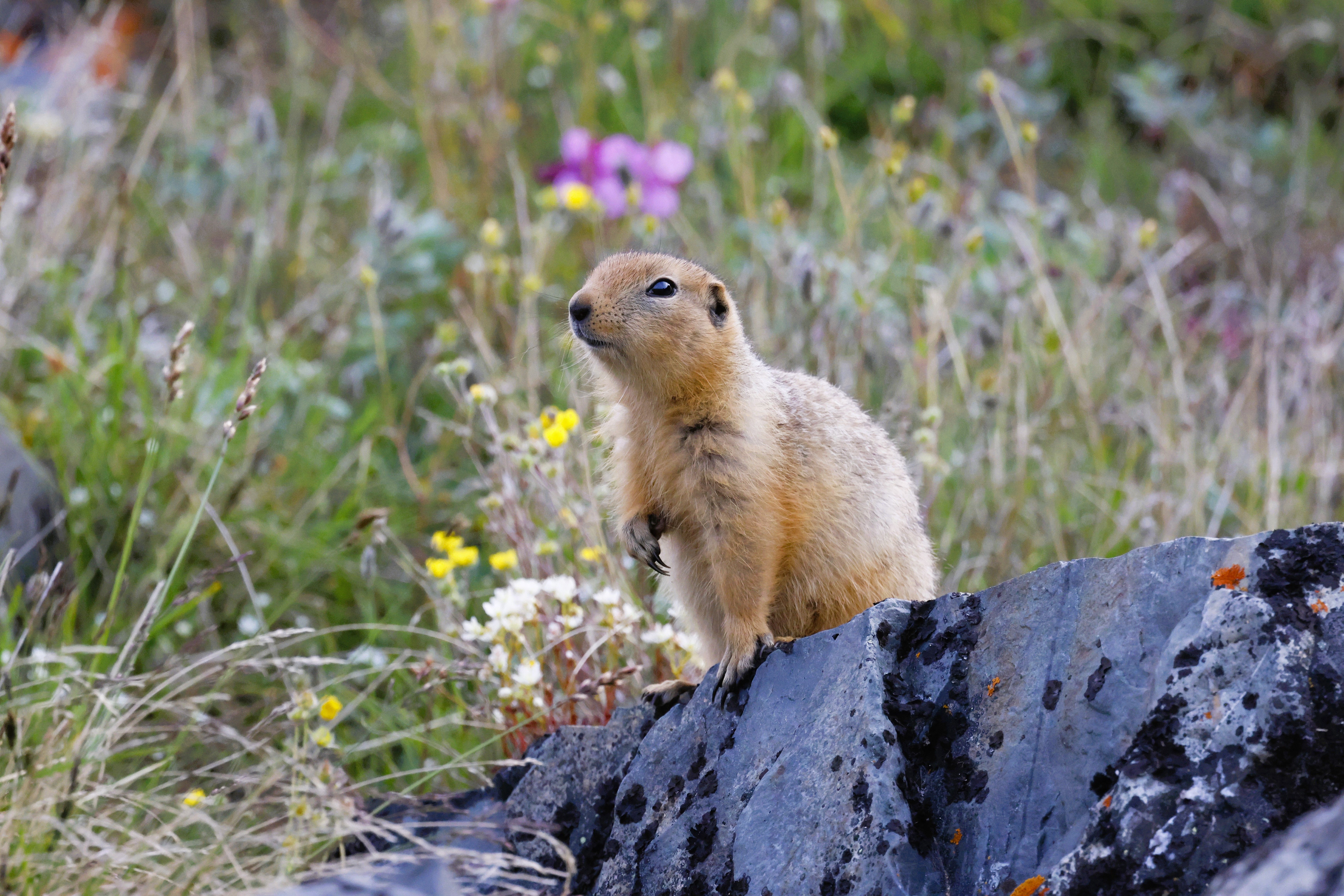 Prairie Dog in Nature · Free Stock Photo