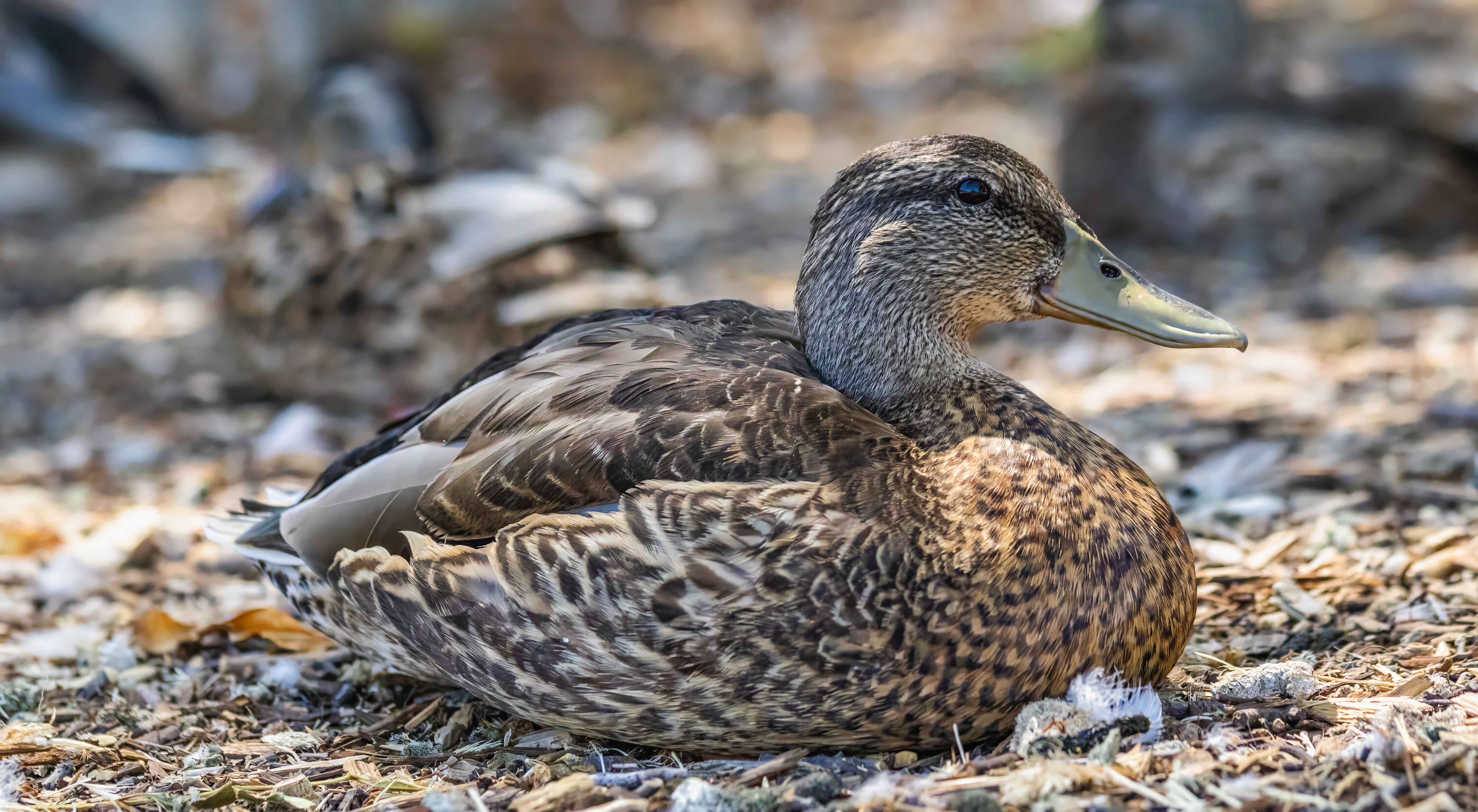 Ducks on a Ground · Free Stock Photo
