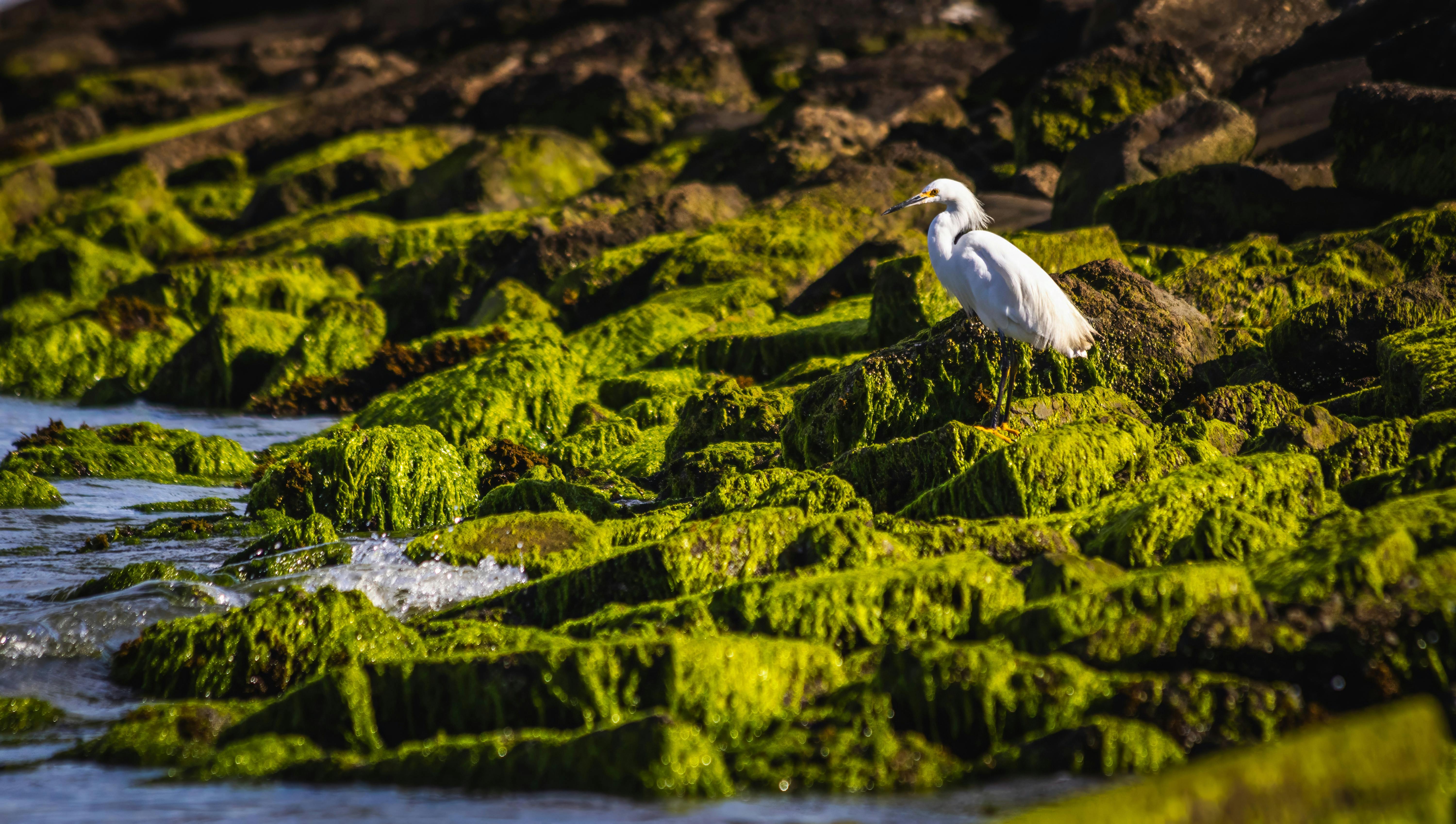 Foto de stock gratuita sobre agua, al aire libre, algas, ave zancuda ...