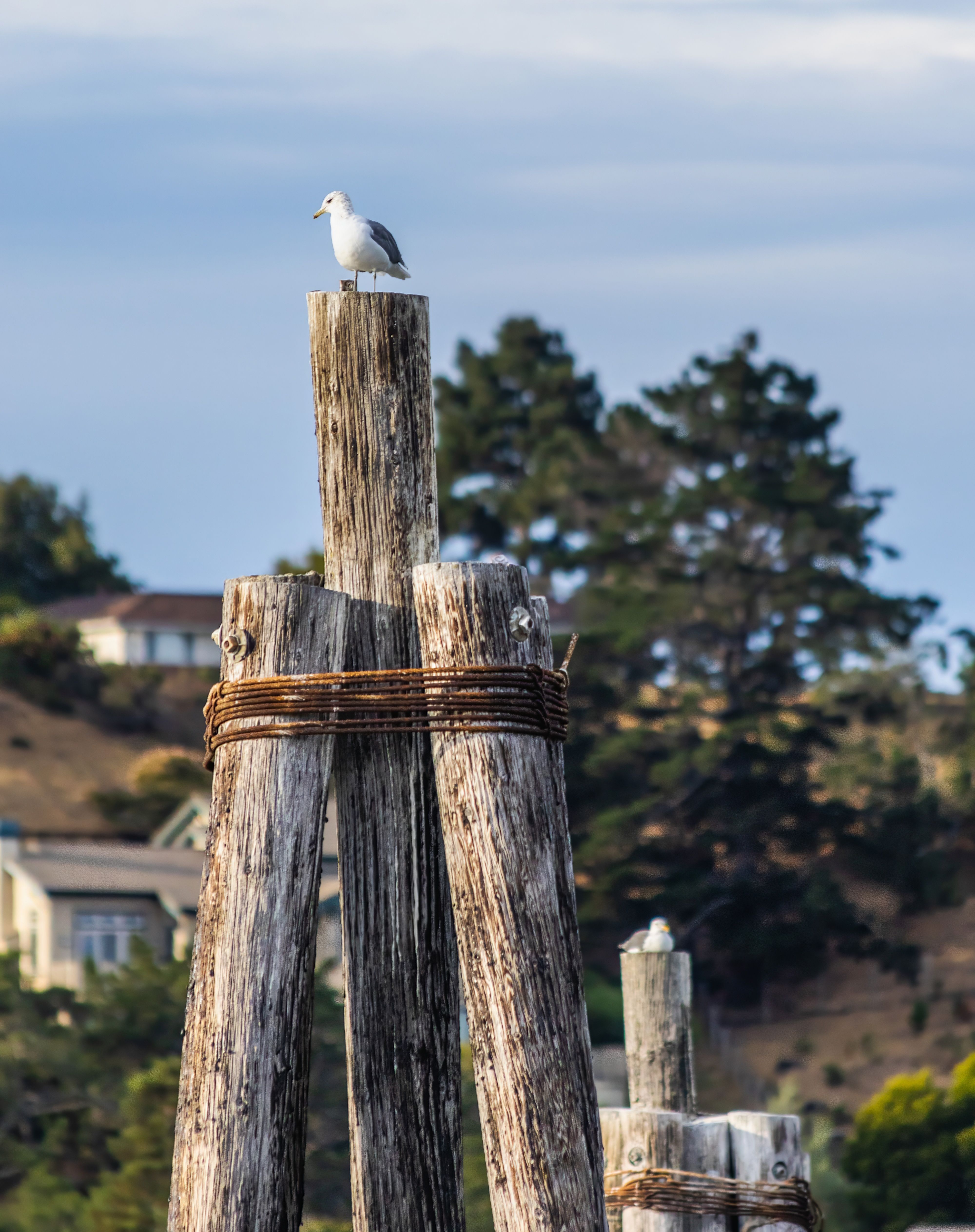 Old Seagulls Photos, Download The BEST Free Old Seagulls Stock Photos ...