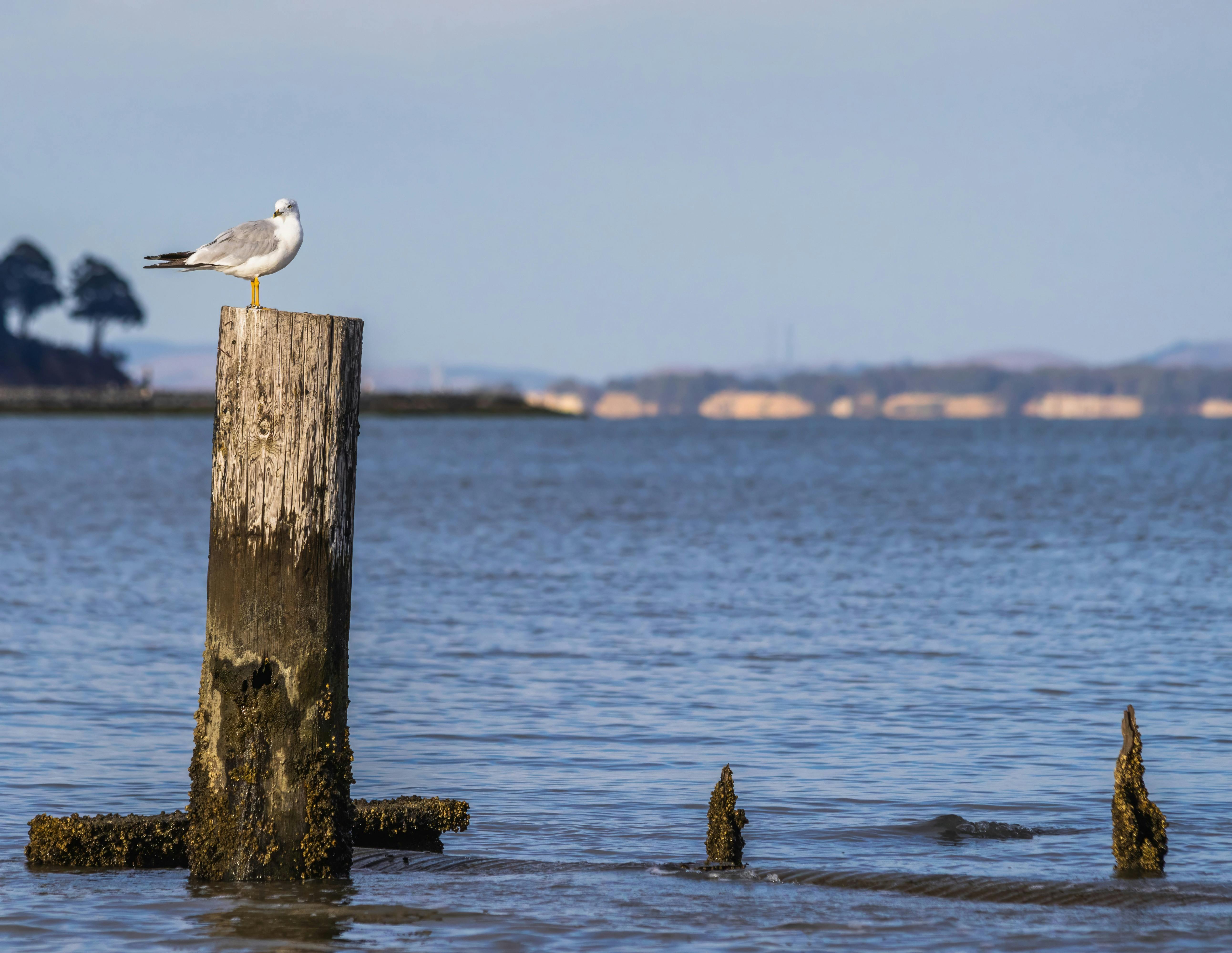 Photo of a Seagull Perching on a Log, and Blue Seascape · Free Stock Photo