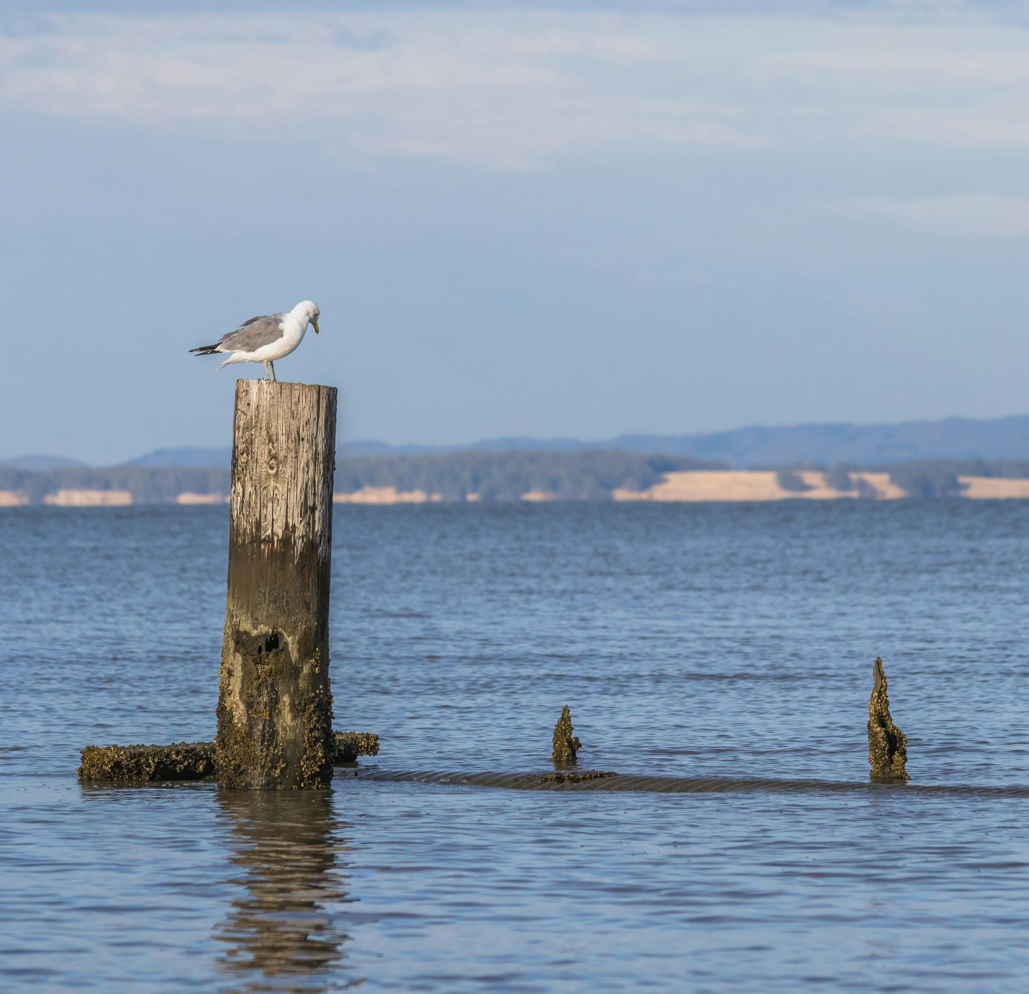 Marvel Dead Pole Photos, Download The BEST Free Marvel Dead Pole Stock ...