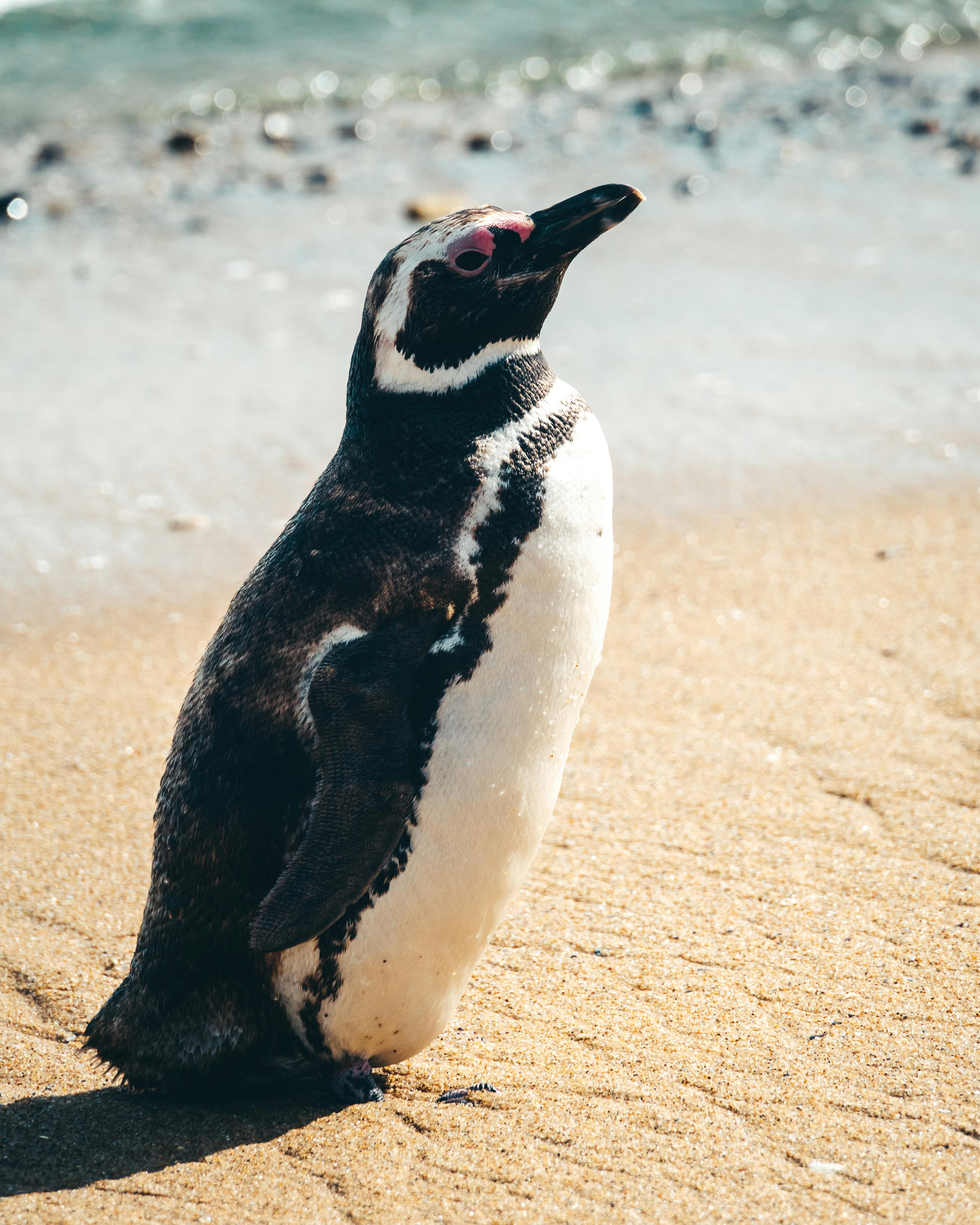 Close Up Photography of Penguin on Snow · Free Stock Photo